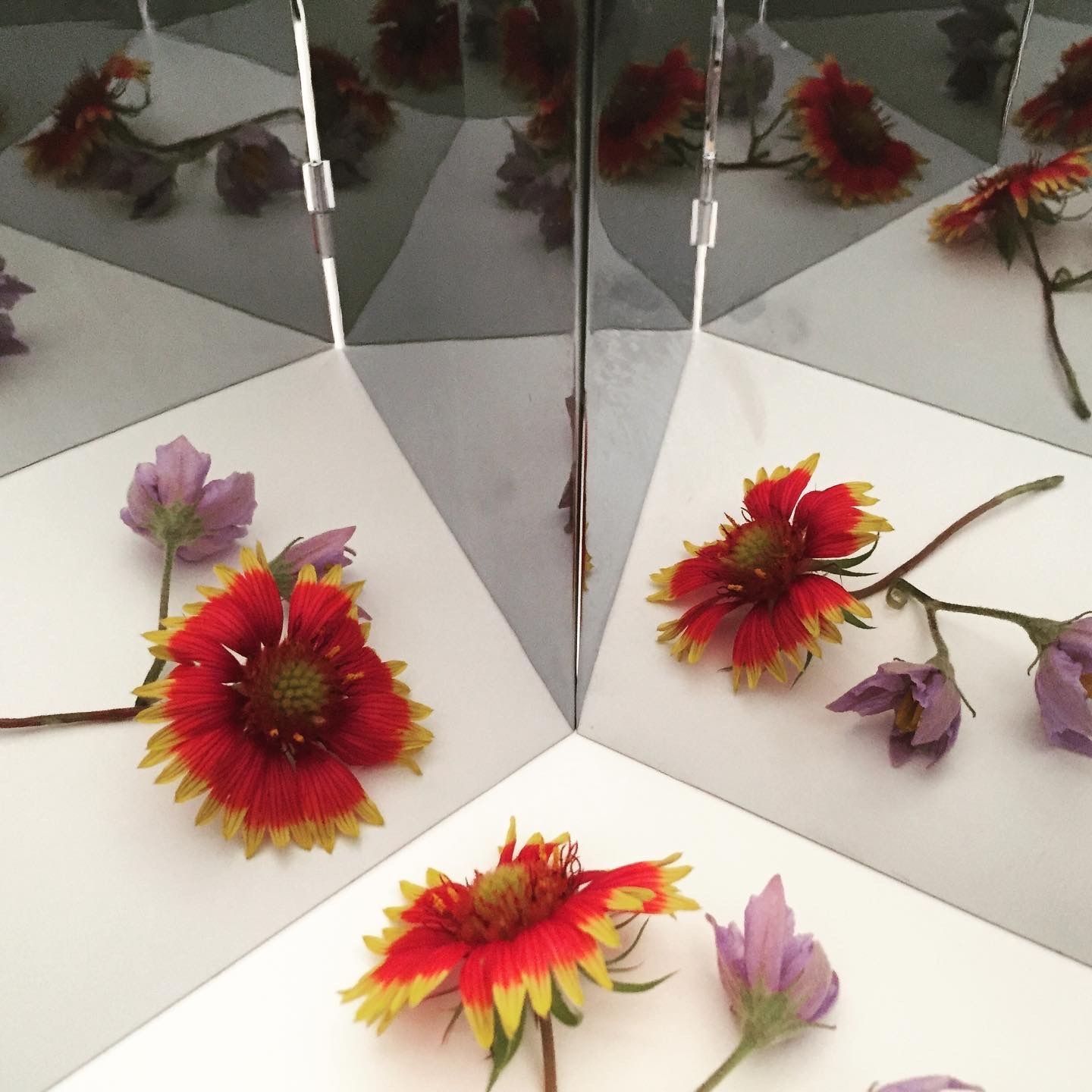 Plant Prisms & Cardboard Kaleidoscope : 6 Steps (with Pictures ...