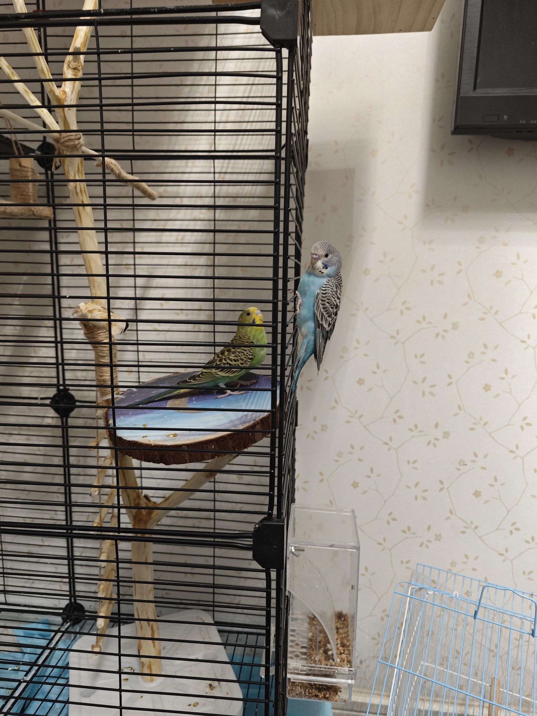 Natural Camphor Wood Parrot Play Gym : 5 Steps - Instructables