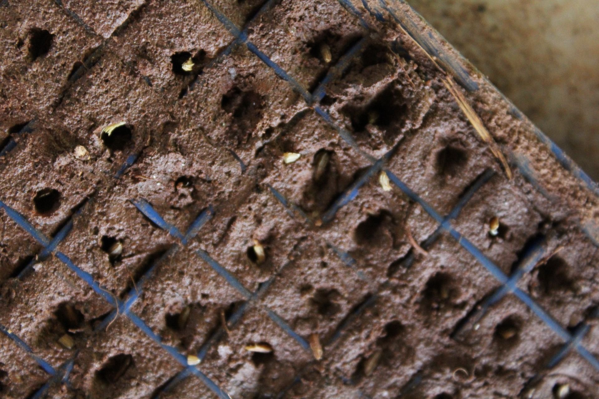 Homemade Pelleted Seeds : 8 Steps (with Pictures) - Instructables