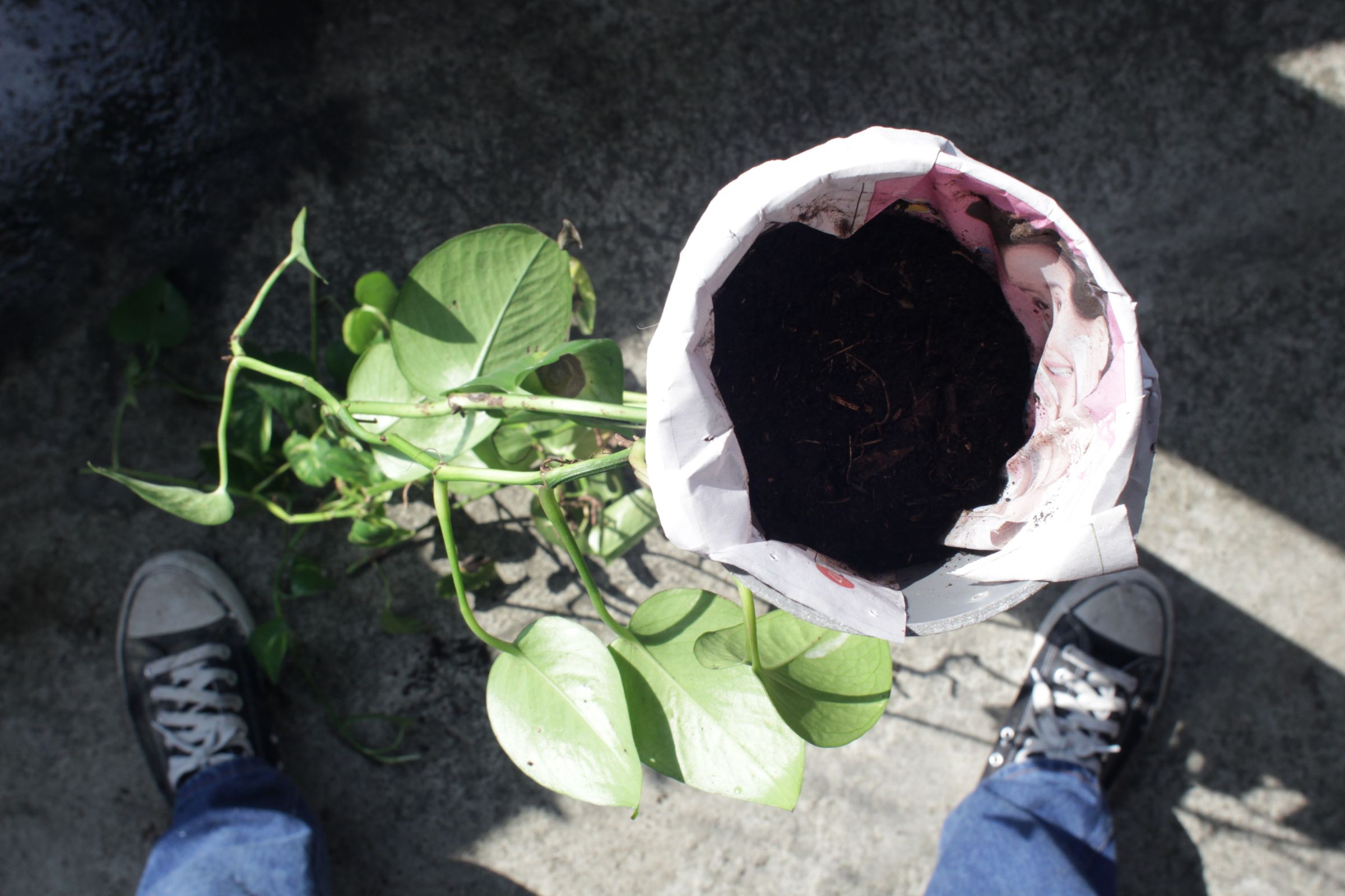 Living Vine Curtains : 9 Steps (with Pictures) - Instructables