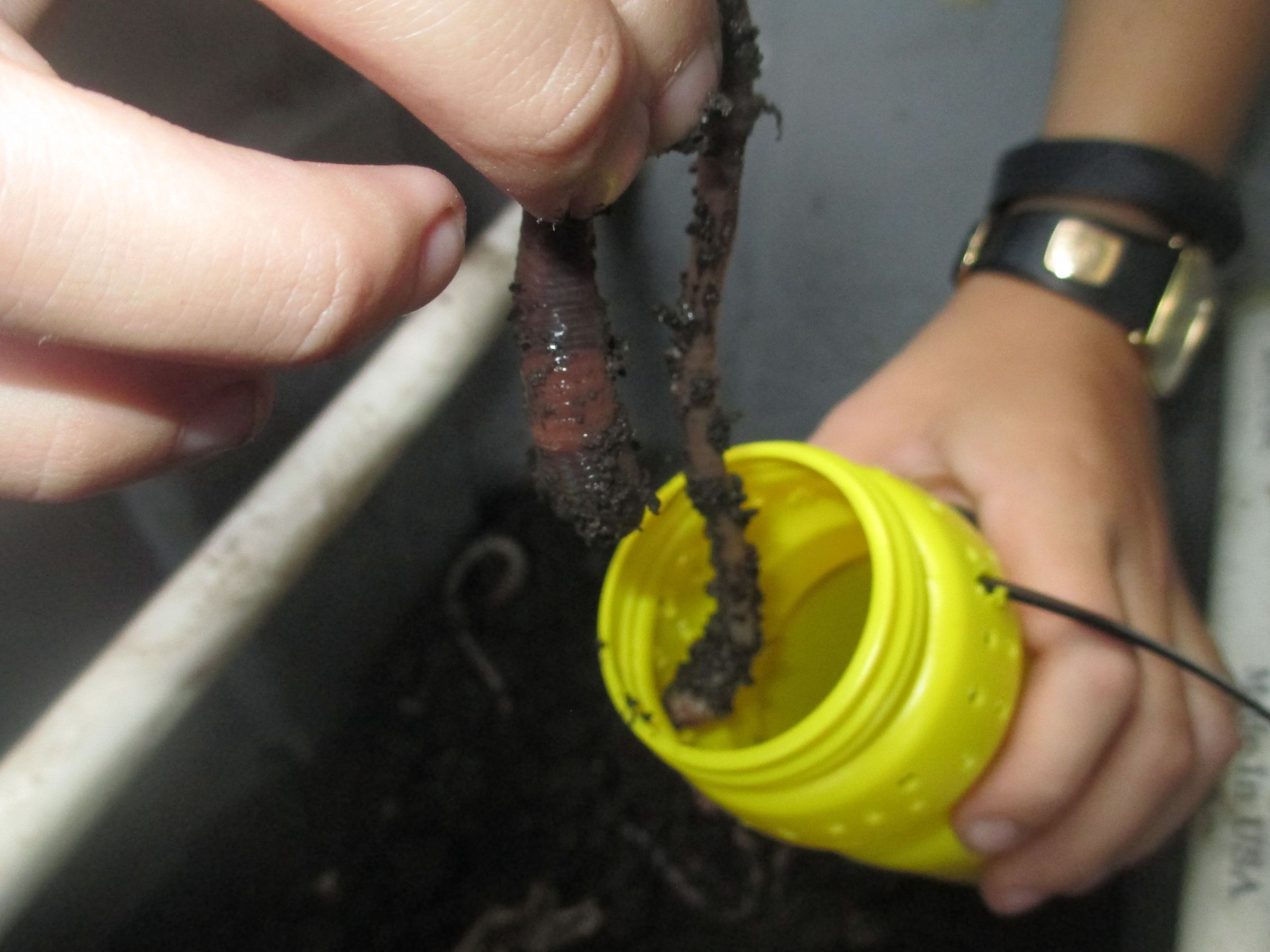 Make a Worm Bait Bottle for Fishing : 10 Steps (with Pictures ...