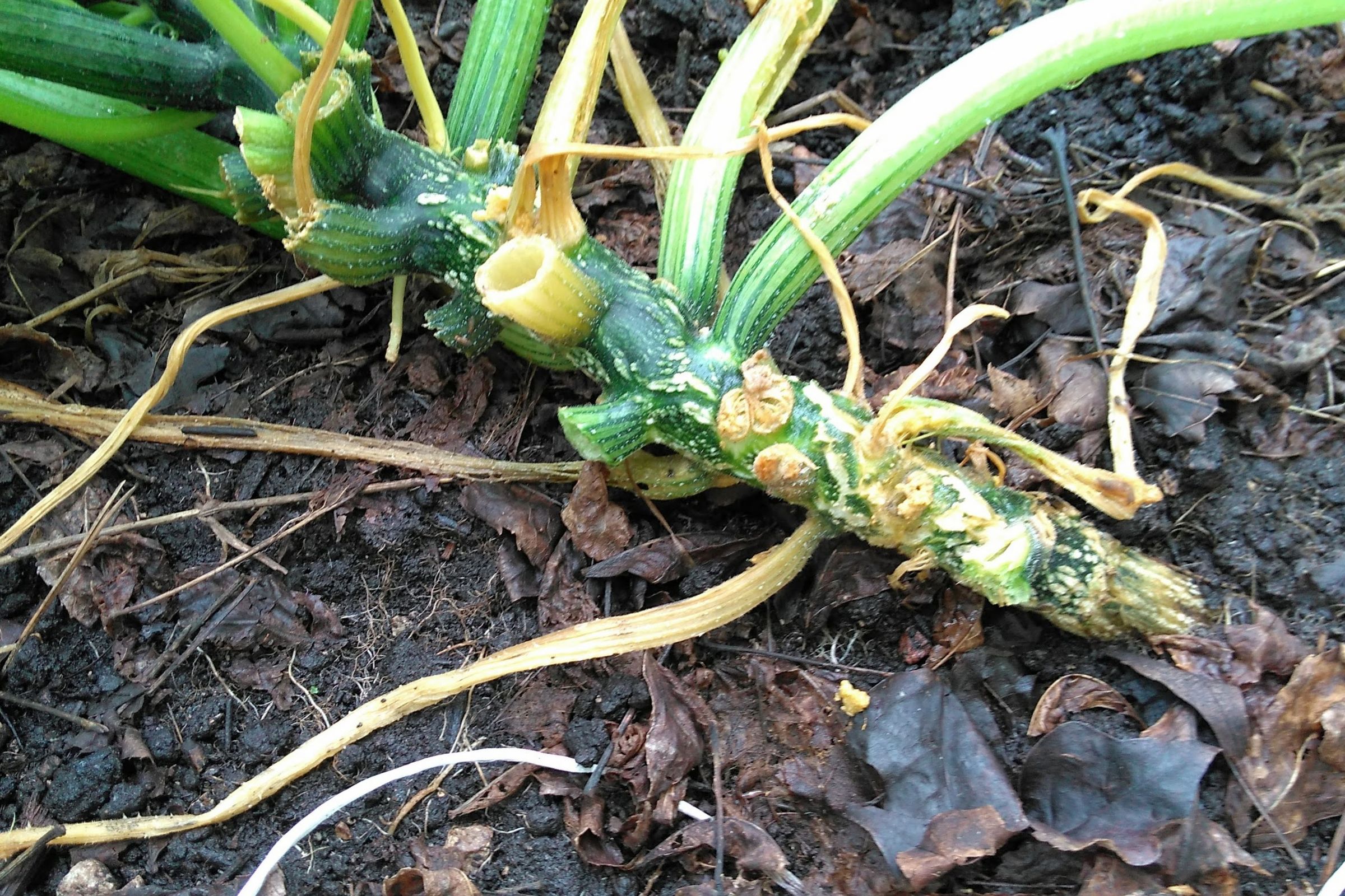 How to Hunt Vine Borers : 17 Steps (with Pictures) - Instructables