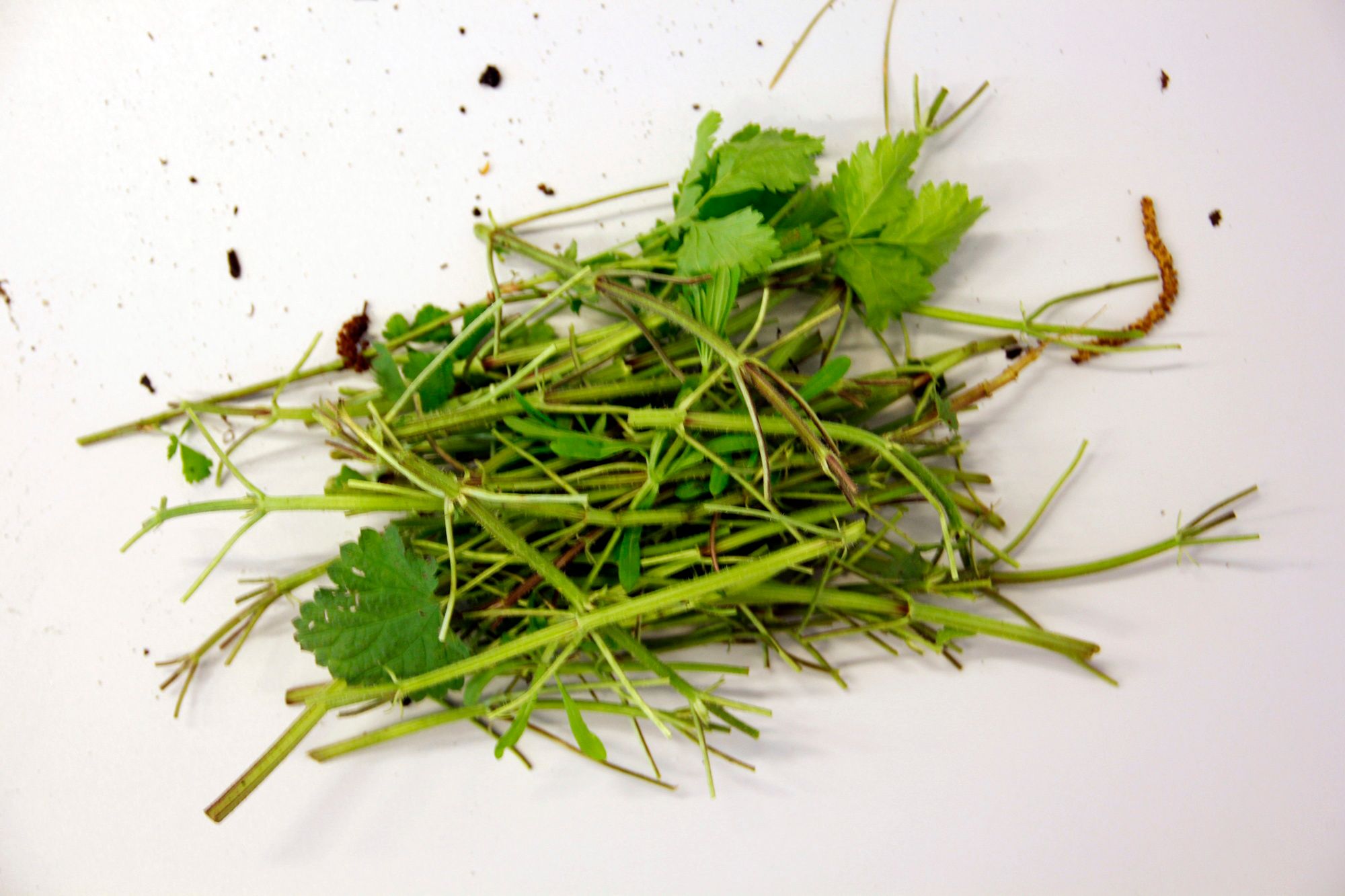 The Penultimate Nettle Guide : 11 Steps (with Pictures) - Instructables