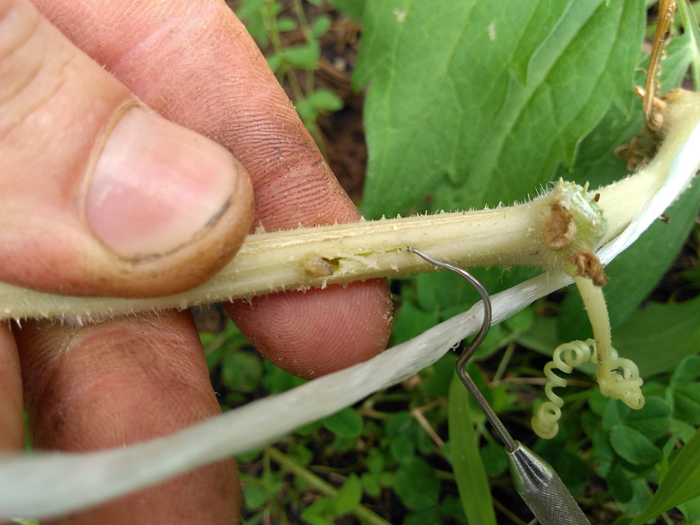 How to Hunt Vine Borers : 17 Steps (with Pictures) - Instructables