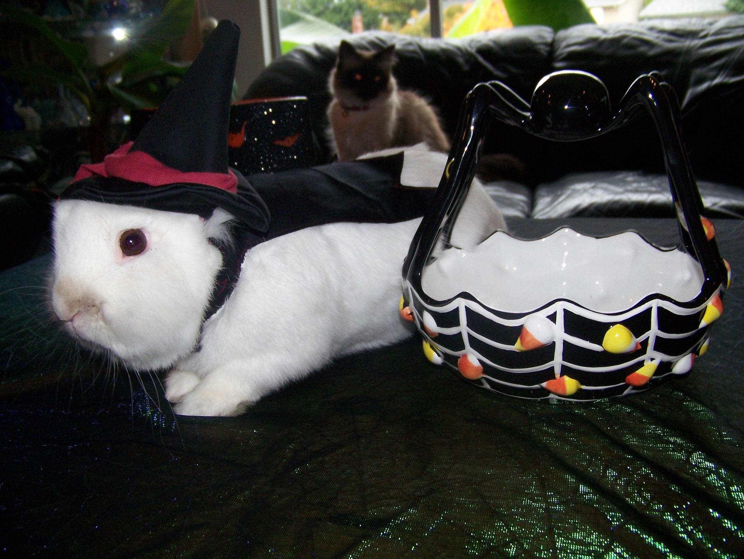 Draimans (my Rabbit) Warlock Costume! - Instructables