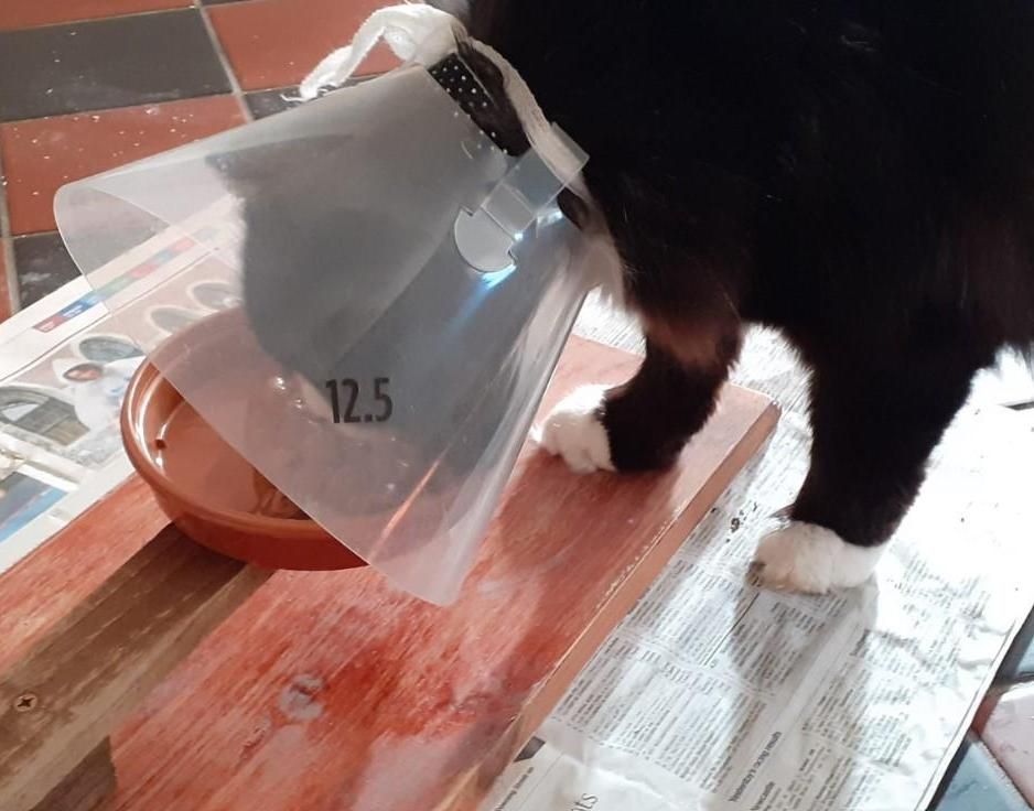 Cat Feeder for Cat With Funnel Collar : 4 Steps - Instructables