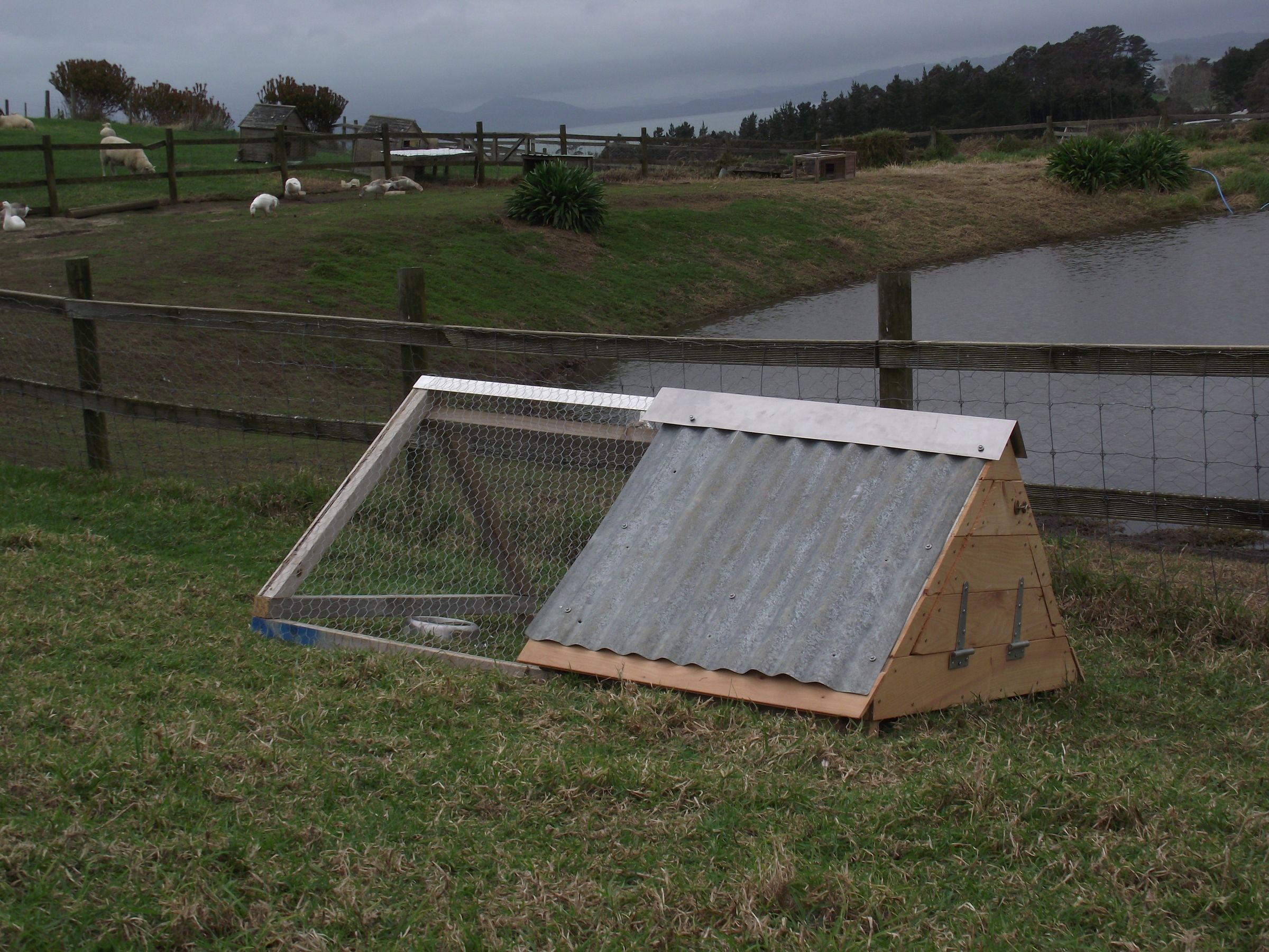 Chicken Accommodation Available for a Handsome, Single Young Man! : 9 ...
