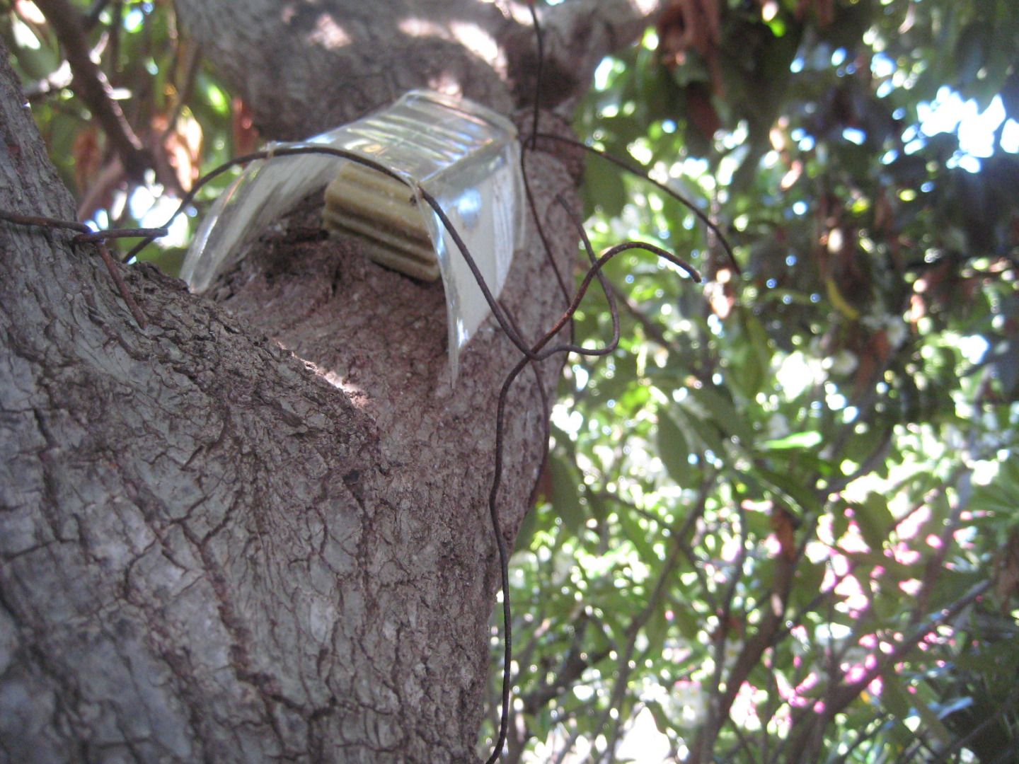 Eliminating Tree Rats : 13 Steps (with Pictures) - Instructables