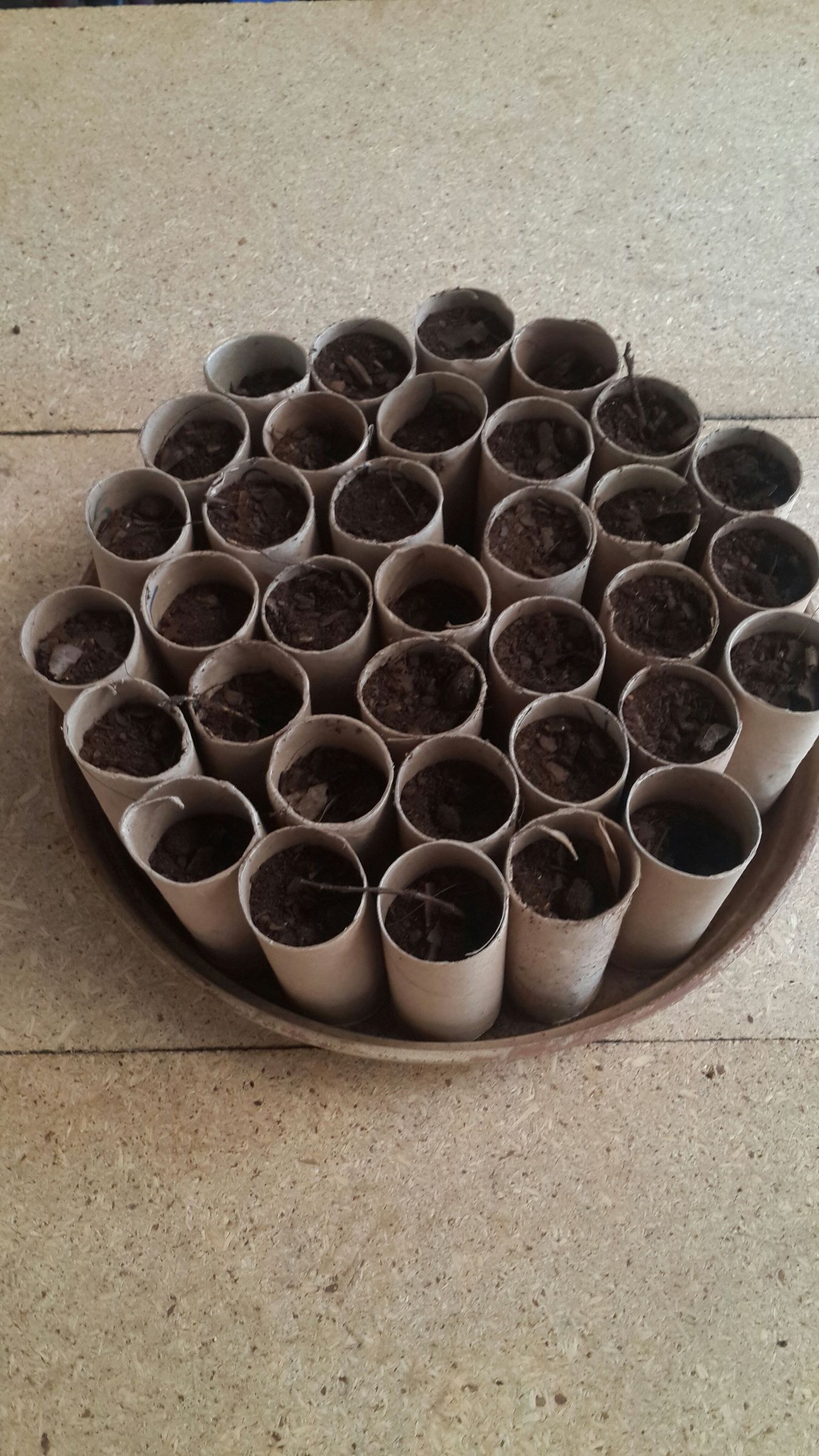 Germinating Clivia's in Decomposable Container : 3 Steps - Instructables