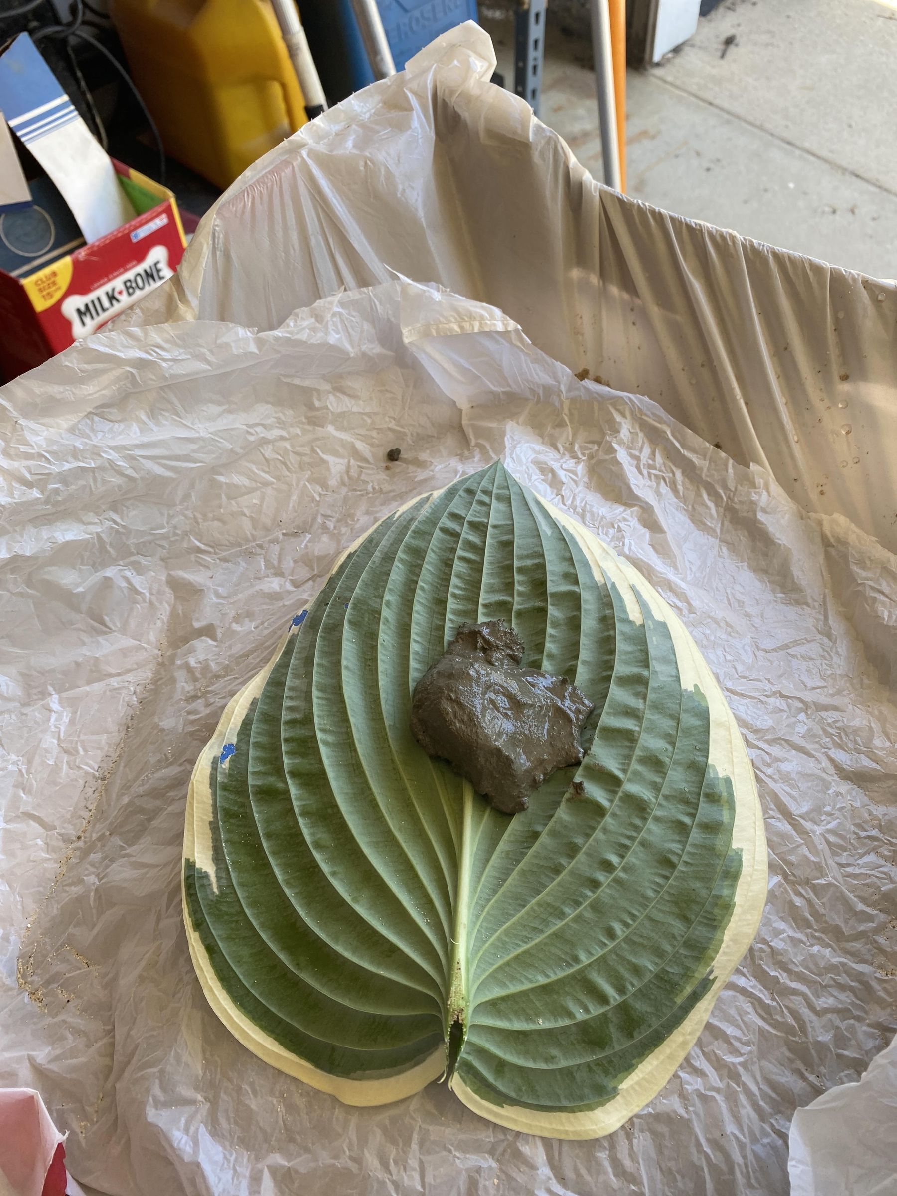 Cement Leaf Casting : 8 Steps (with Pictures) - Instructables