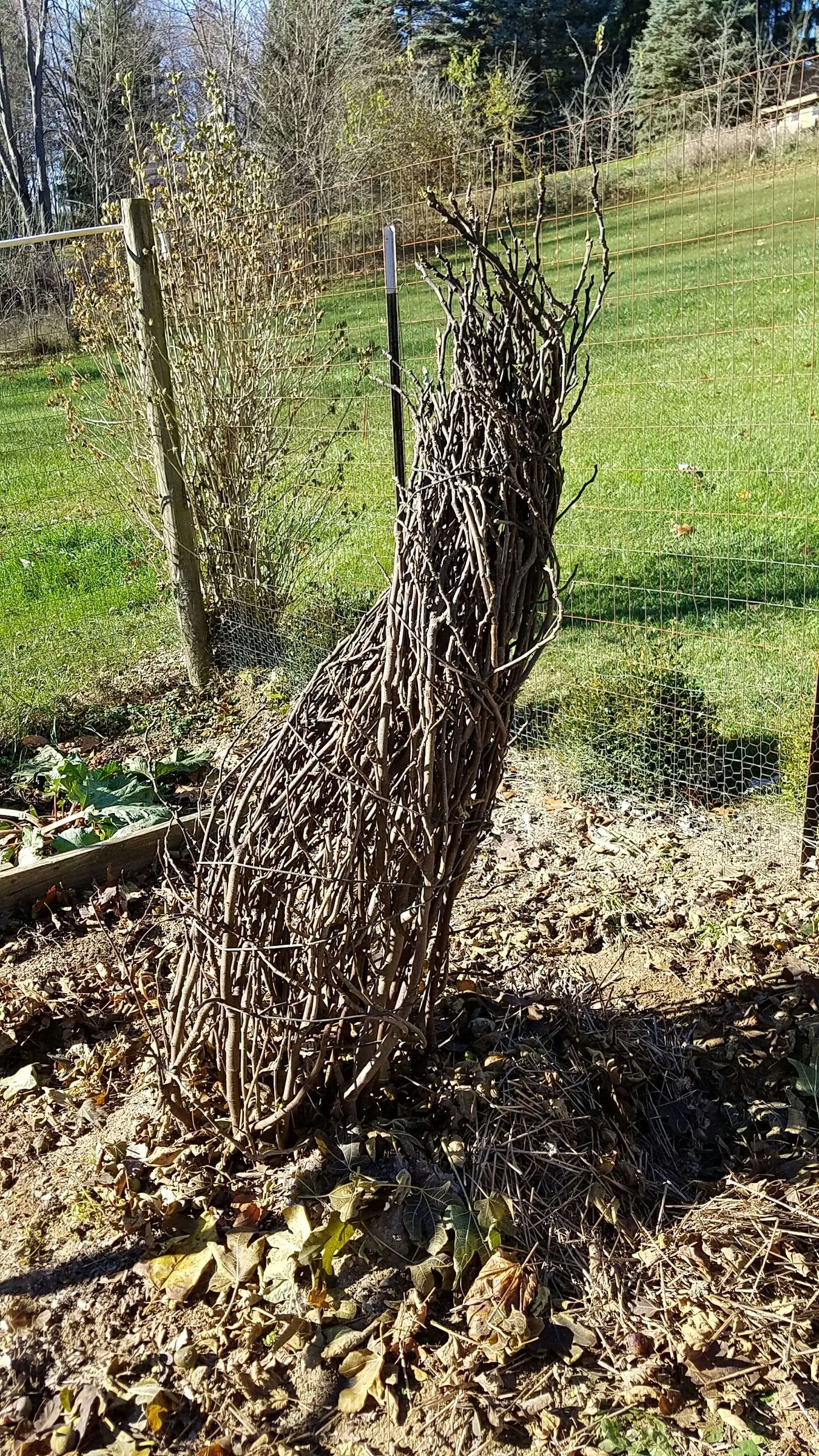 Bury a Fig Tree : 11 Steps (with Pictures) - Instructables