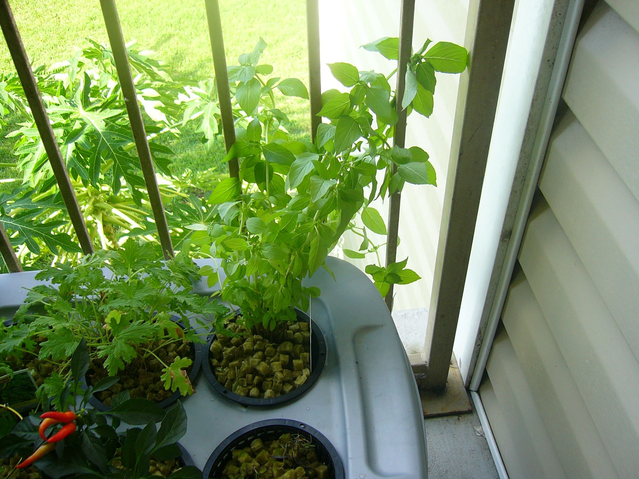 Solutions to Hydroponic Problems (Lack of Root-Plant Support) : 5 Steps ...