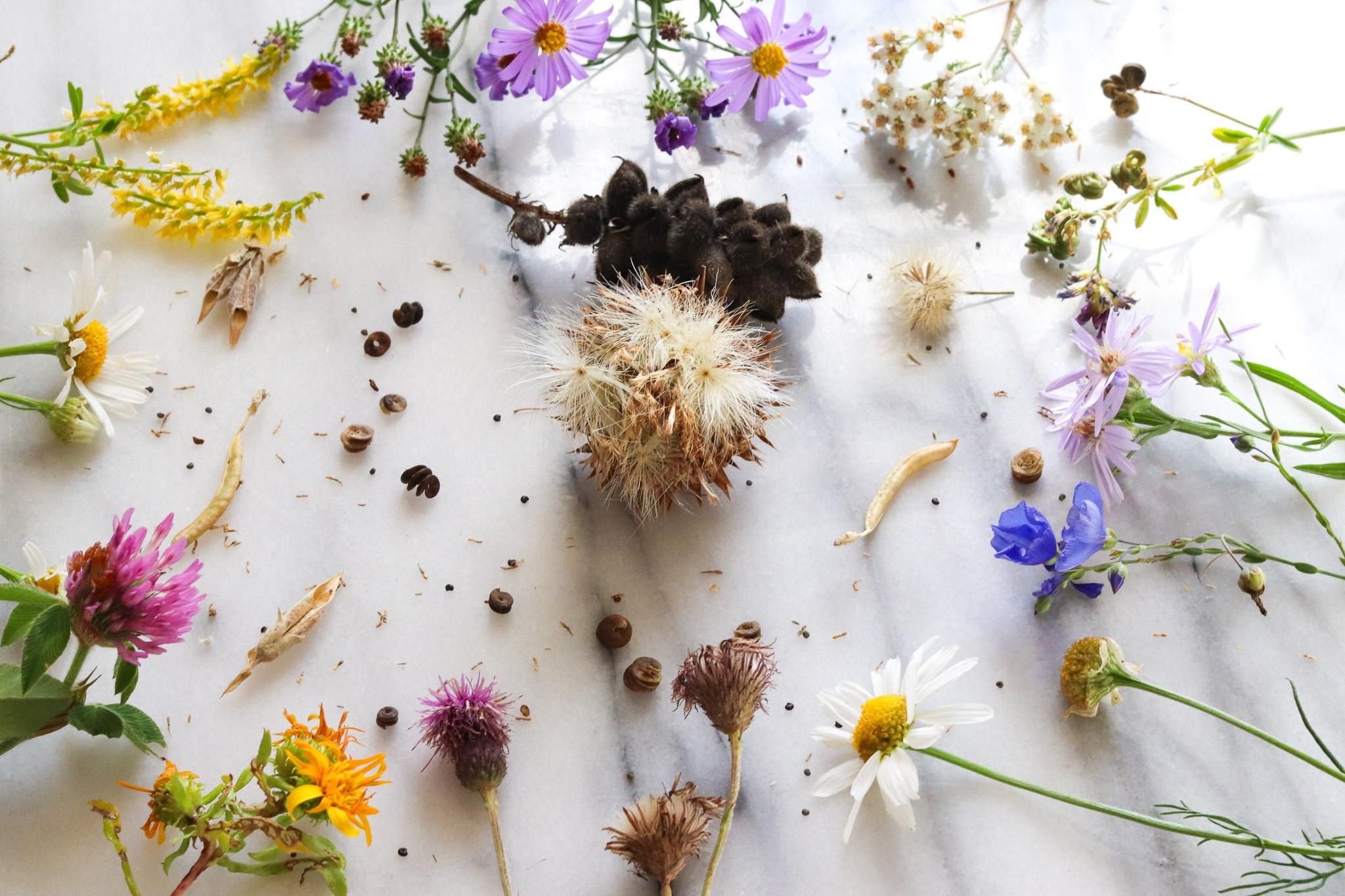 How to Gather Wildflower Seeds : 7 Steps (with Pictures) - Instructables
