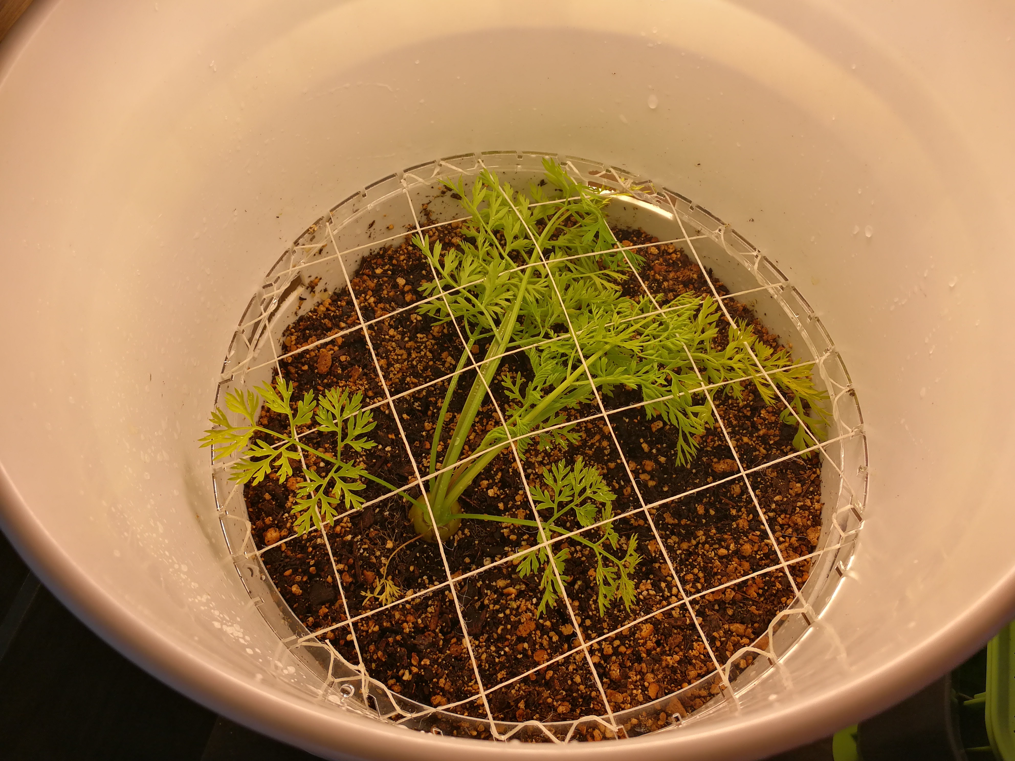 Low Stress Training SCROG Laser Cut Acrylic Grid for Grow Buckets : 4 ...