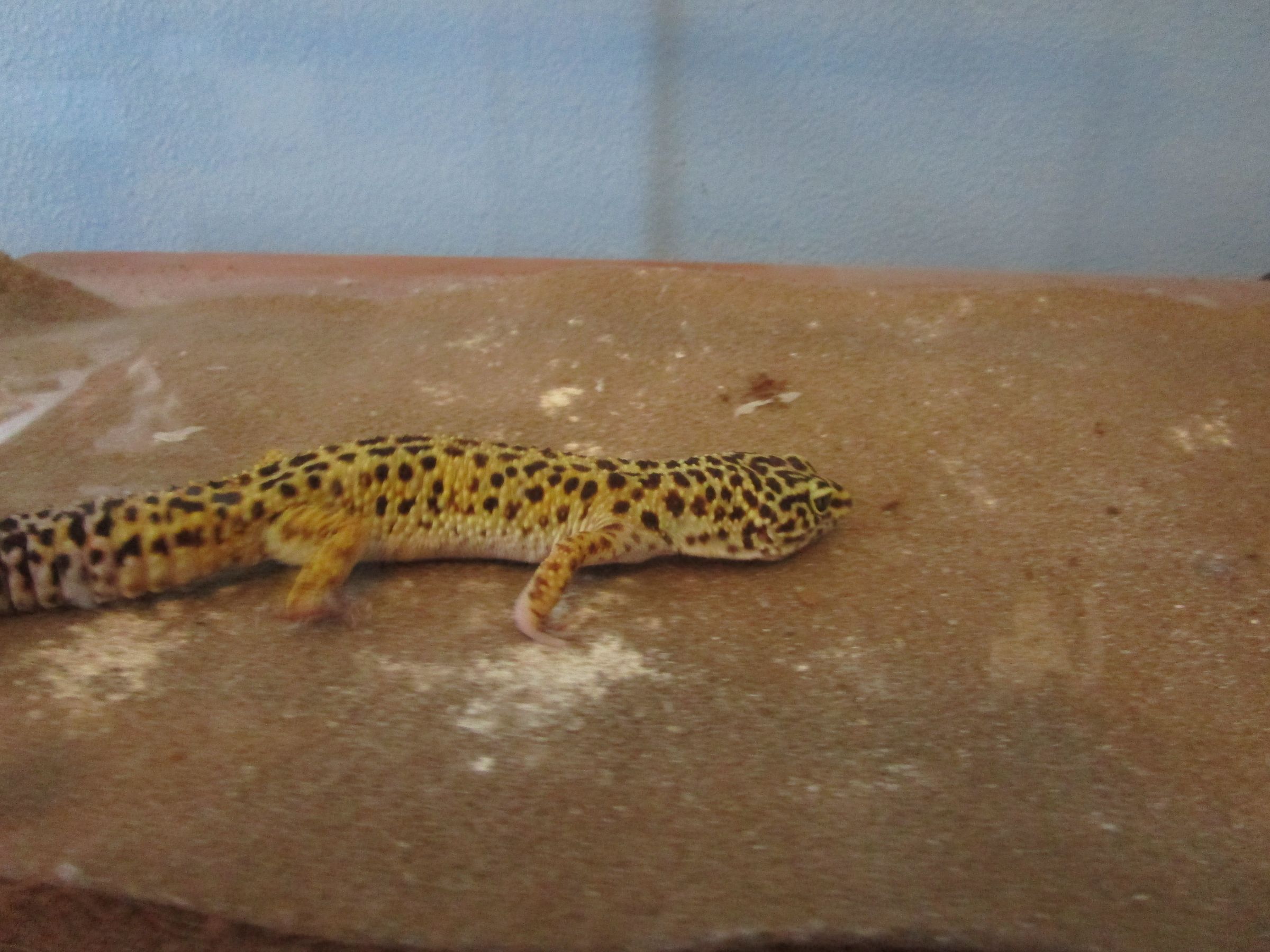How to Change Reptile Bedding : 3 Steps - Instructables