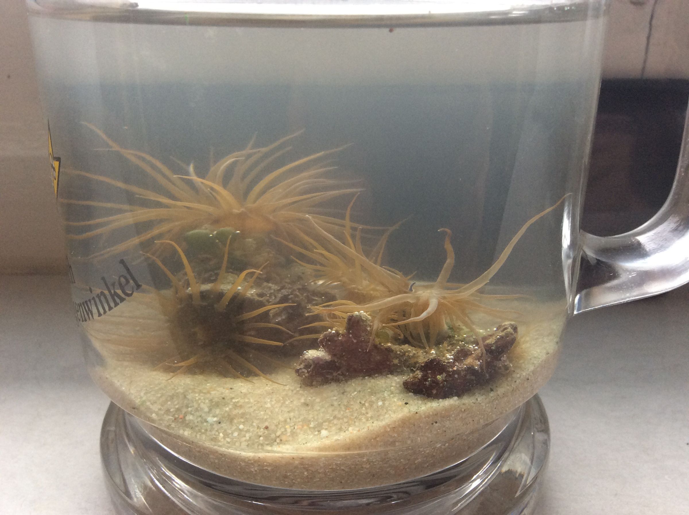 How to Mix a Batch of Sea Salt(-water) for Your Marine Tank : 5 Steps ...