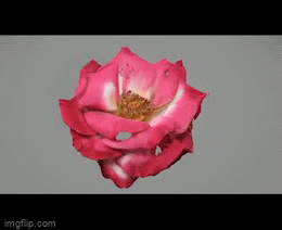 Flower Photogrammetry : 4 Steps - Instructables