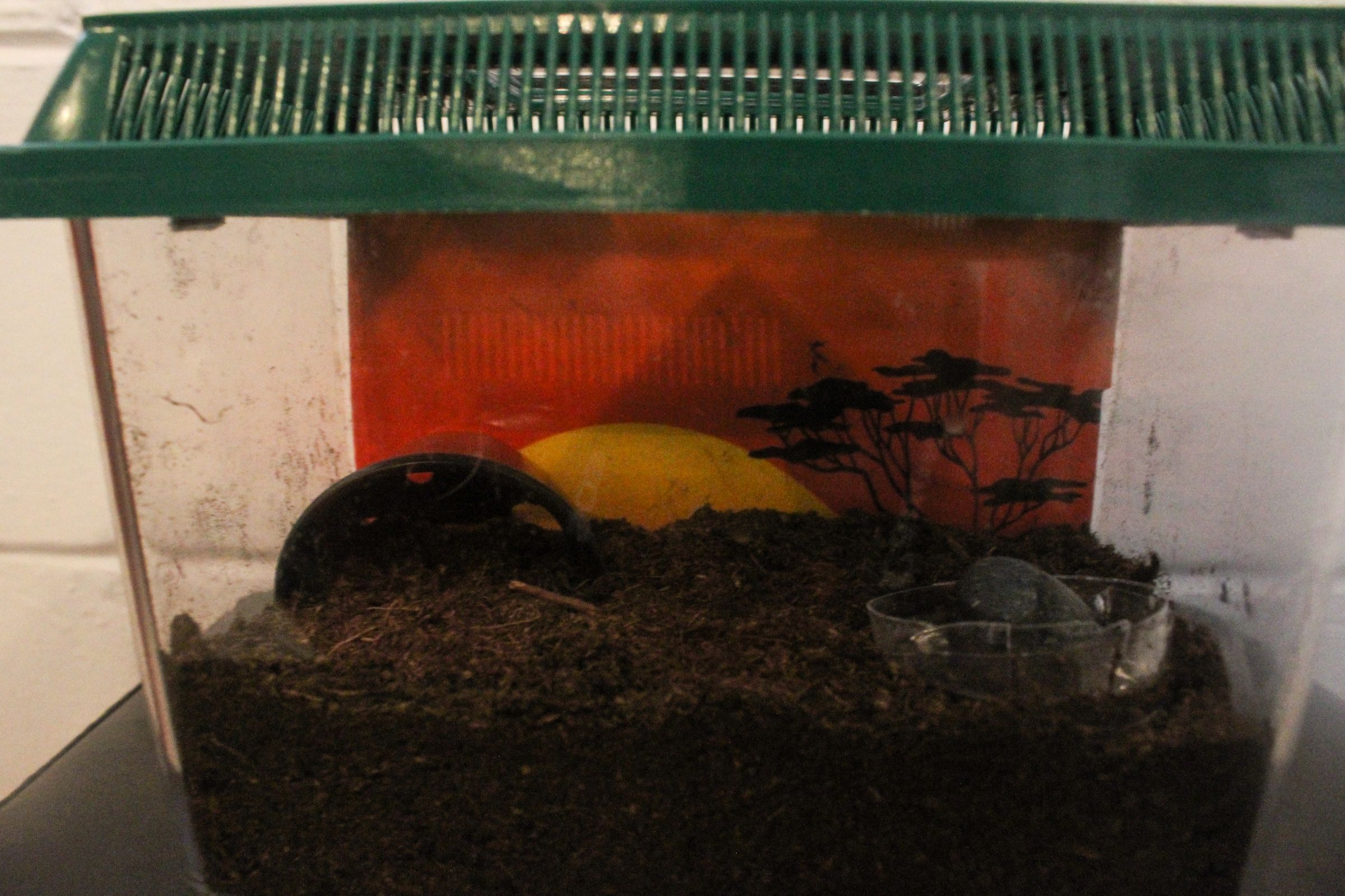 Pet Tarantula Tank