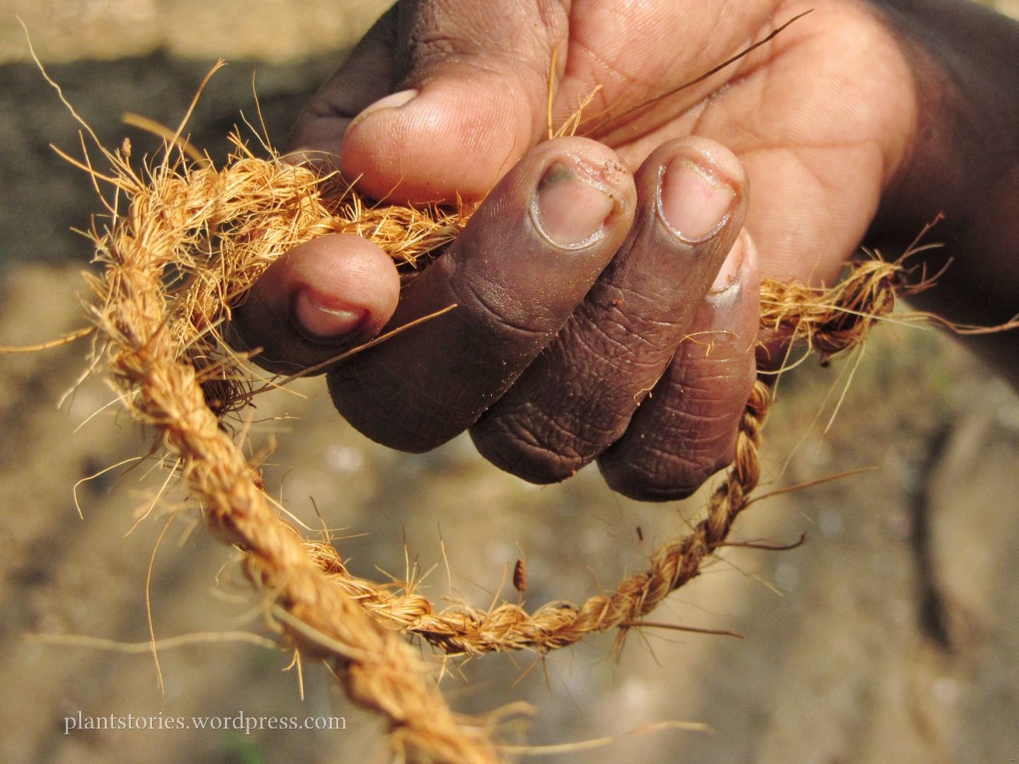 31 Unusual Uses for Coconuts : 31 Steps (with Pictures) - Instructables