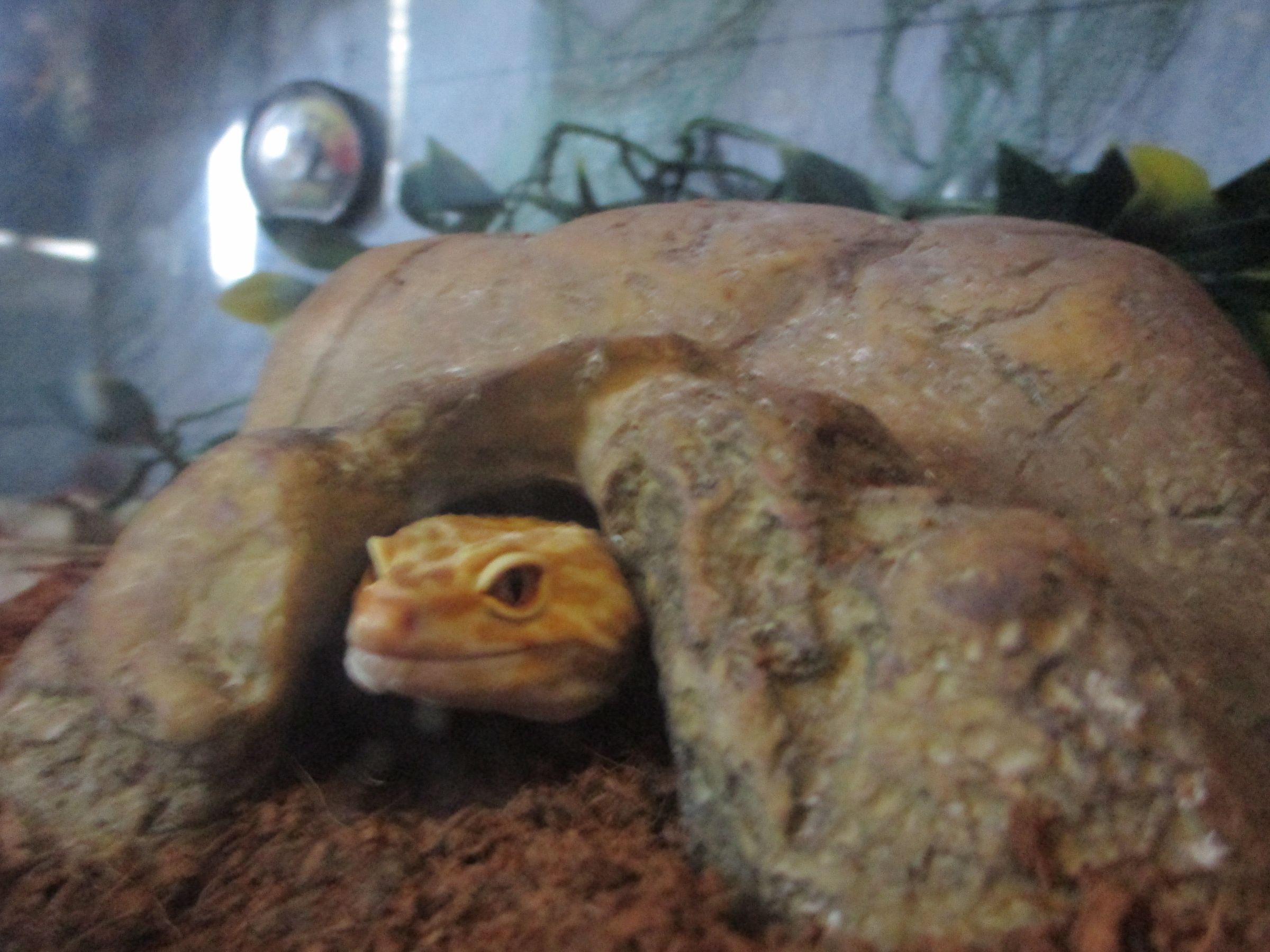 How to Change Reptile Bedding : 3 Steps - Instructables
