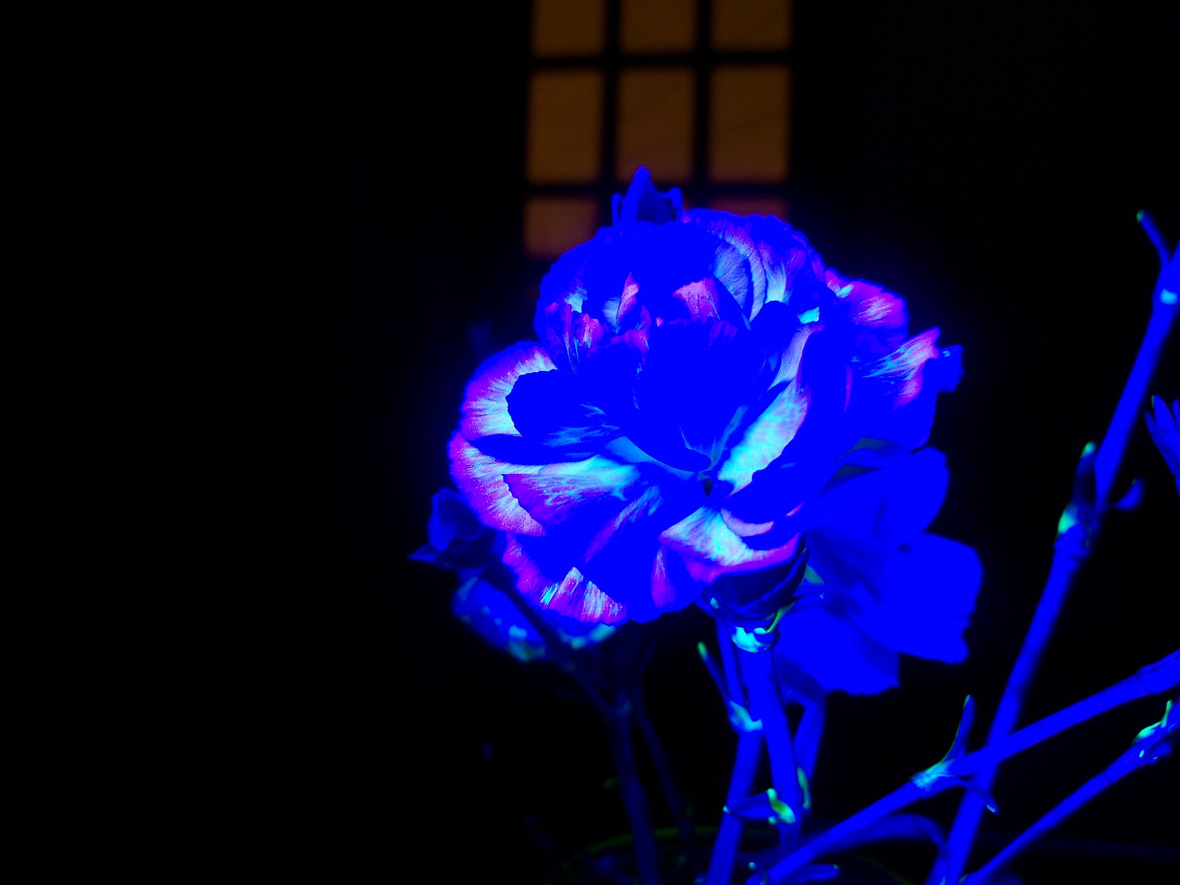 Make Multicolored Carnations . . . With Science! : 5 Steps (with ...