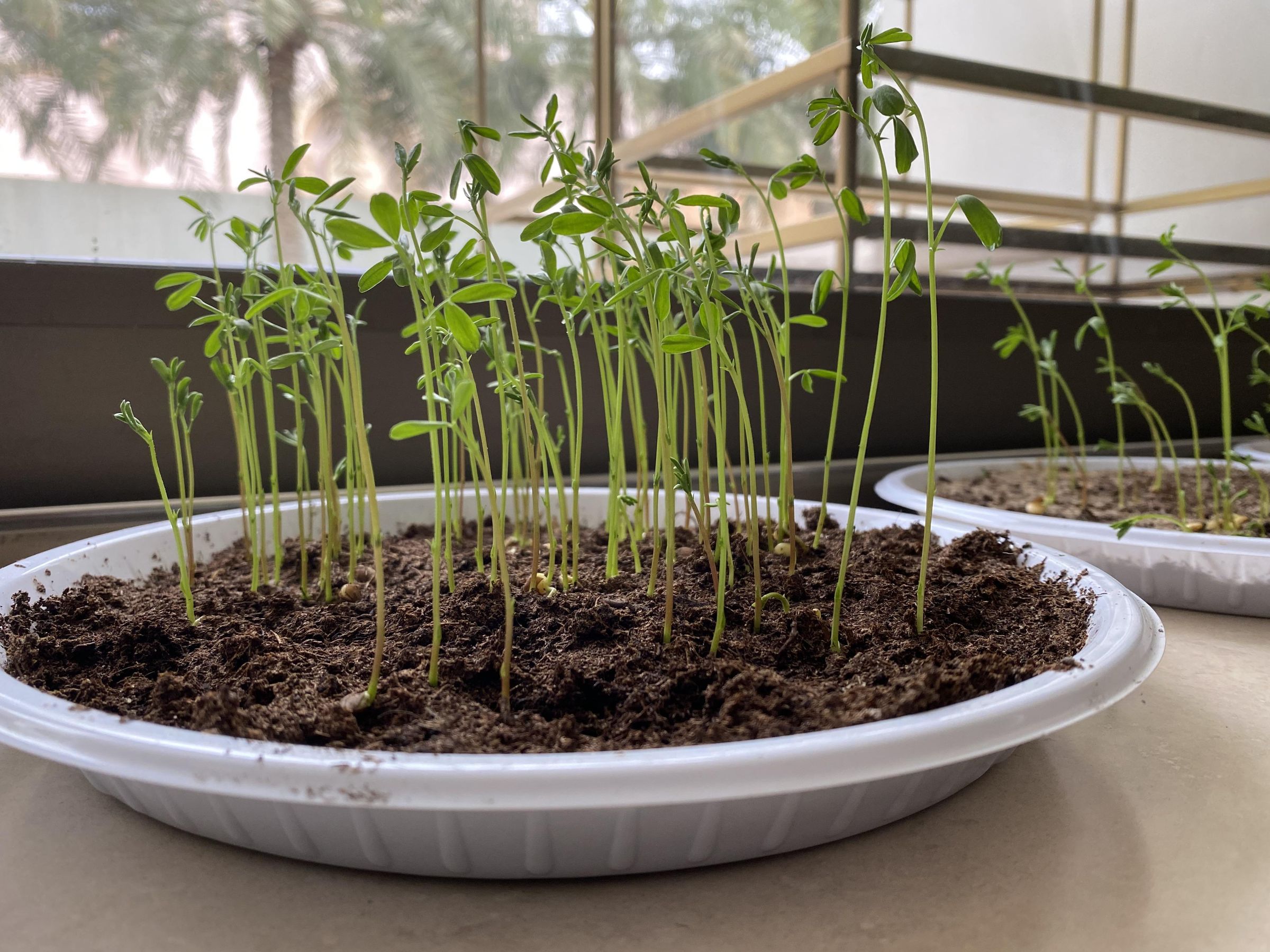 The Effect of Different Types of Soil on the Growth Rate of a Plant ...