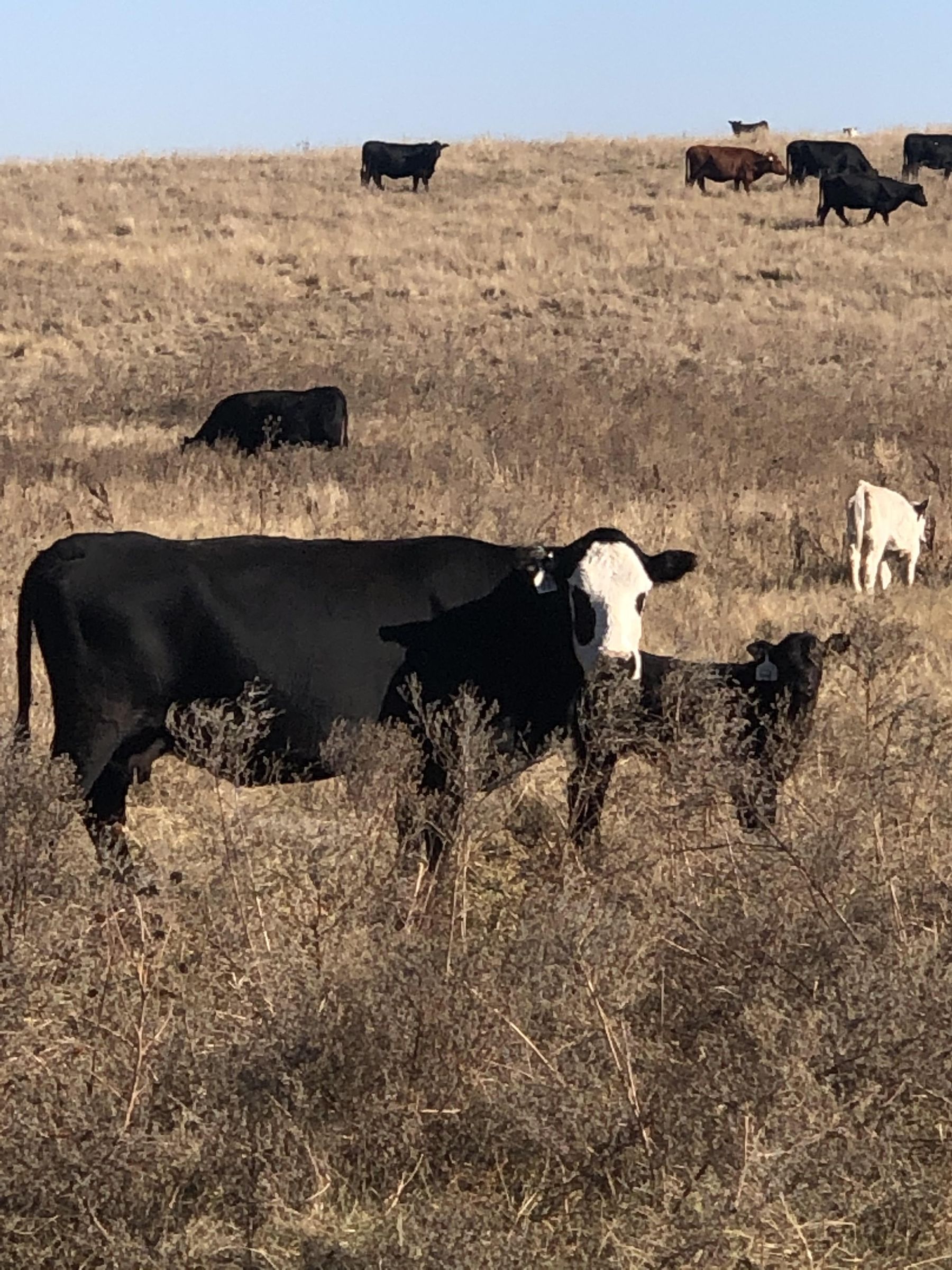 How to Tag Calves Properly : 5 Steps - Instructables