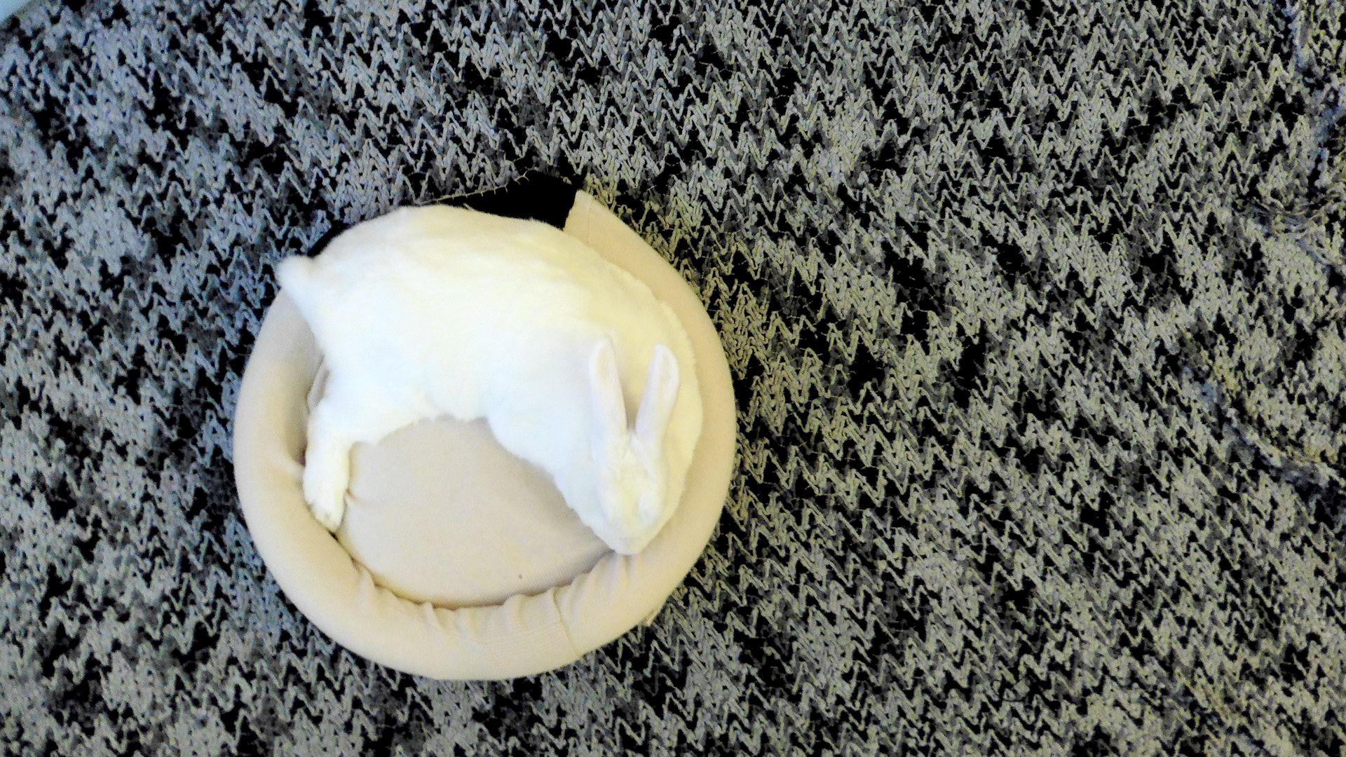 Sweater & Pool Noodle Pet Bed : 4 Steps (with Pictures) - Instructables