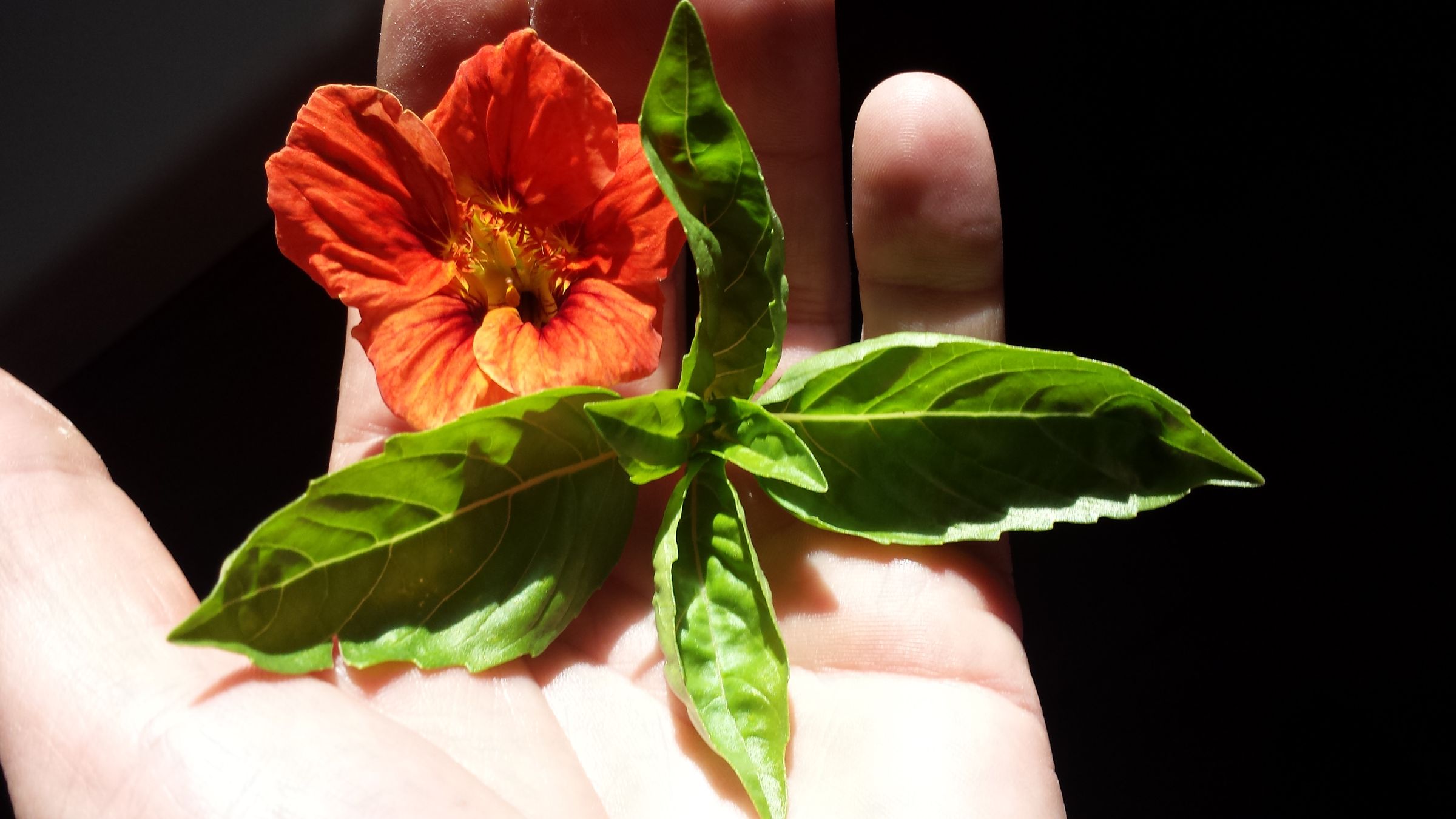 Homemade PIZZA DOUGH OF POWER: Bubba Bread Recipe (with Pictures ...