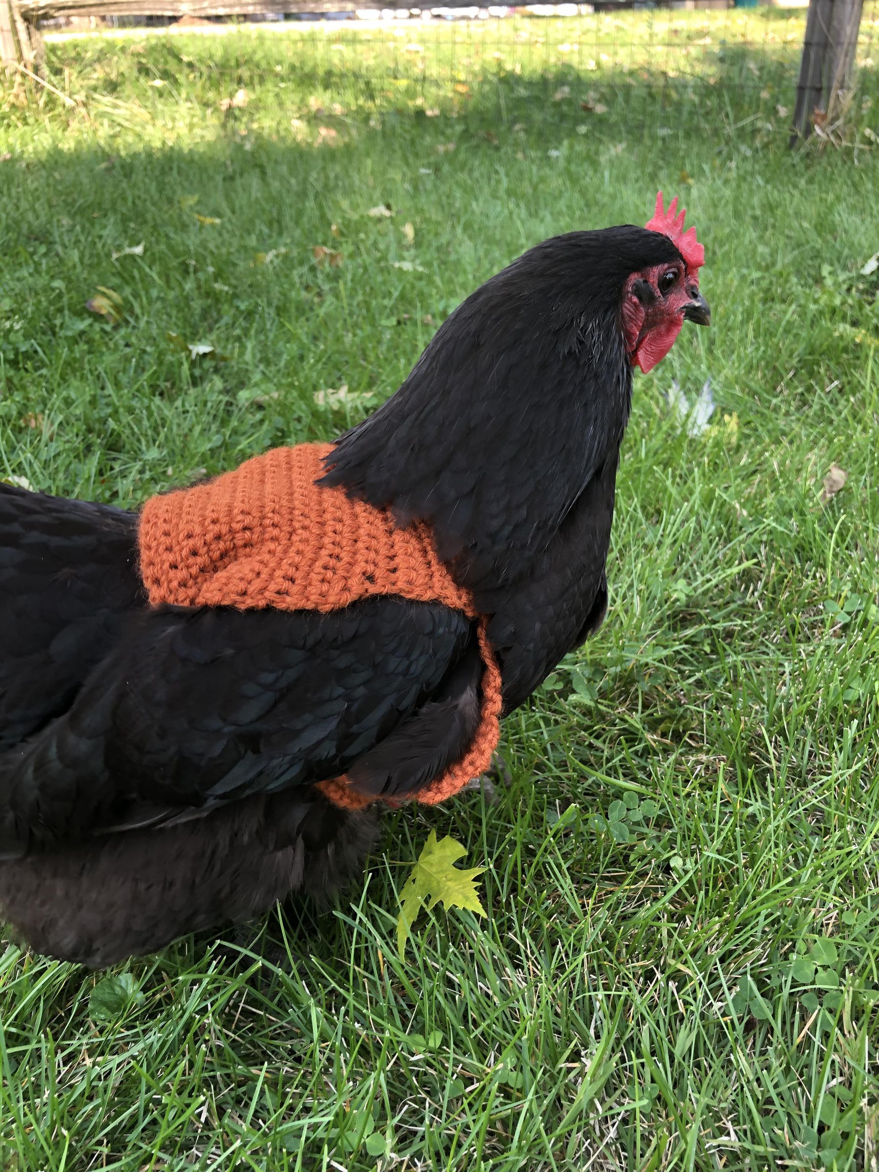 Sweater Rooster