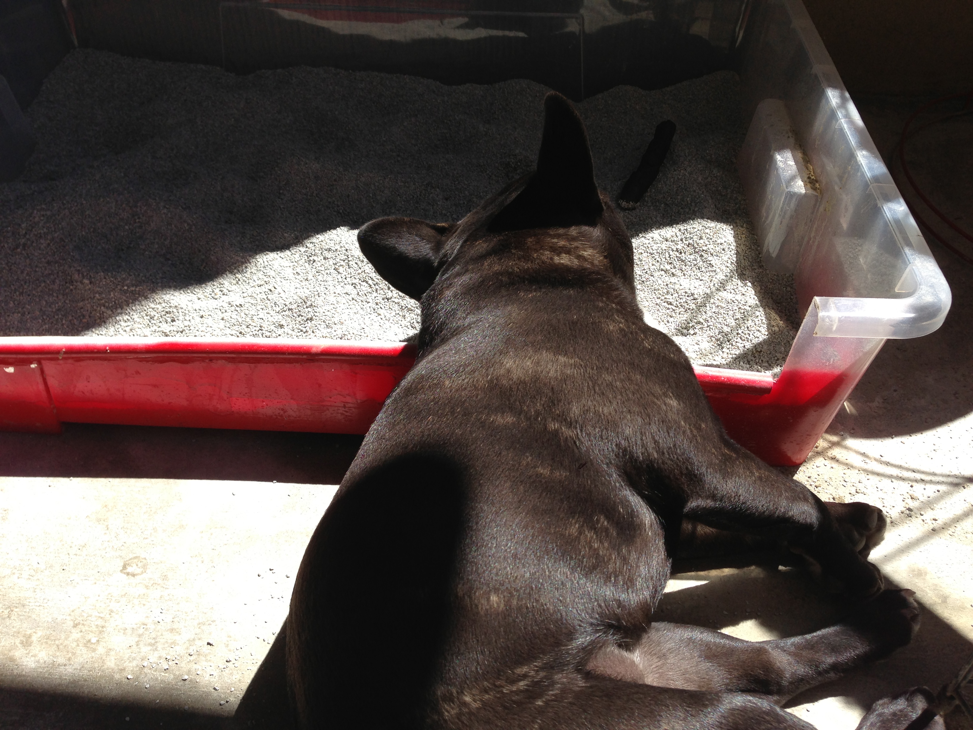 Giant Litter Box : 4 Steps (with Pictures) - Instructables