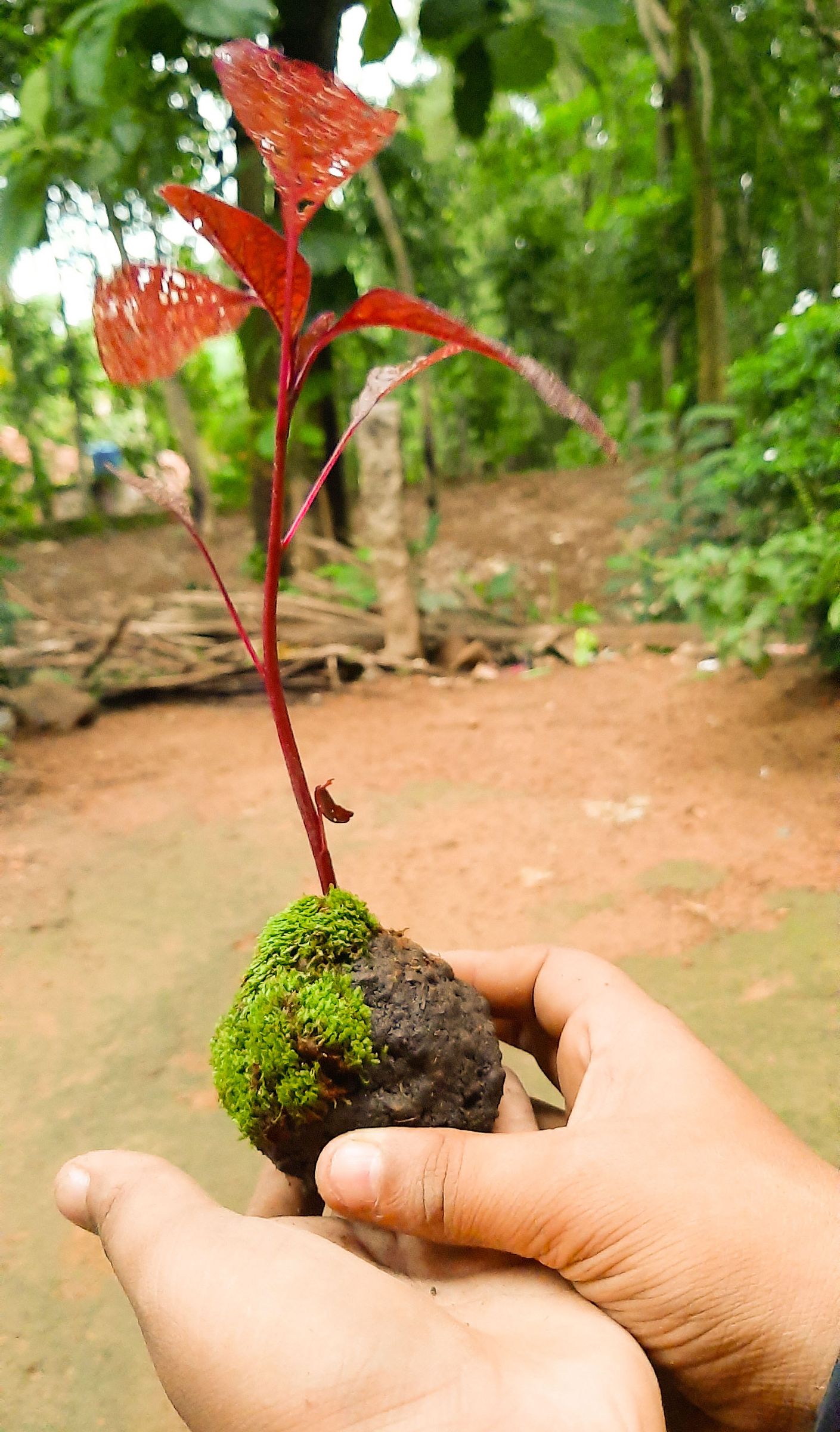 Kokedama - Japanese Moss Ball : 9 Steps (with Pictures) - Instructables