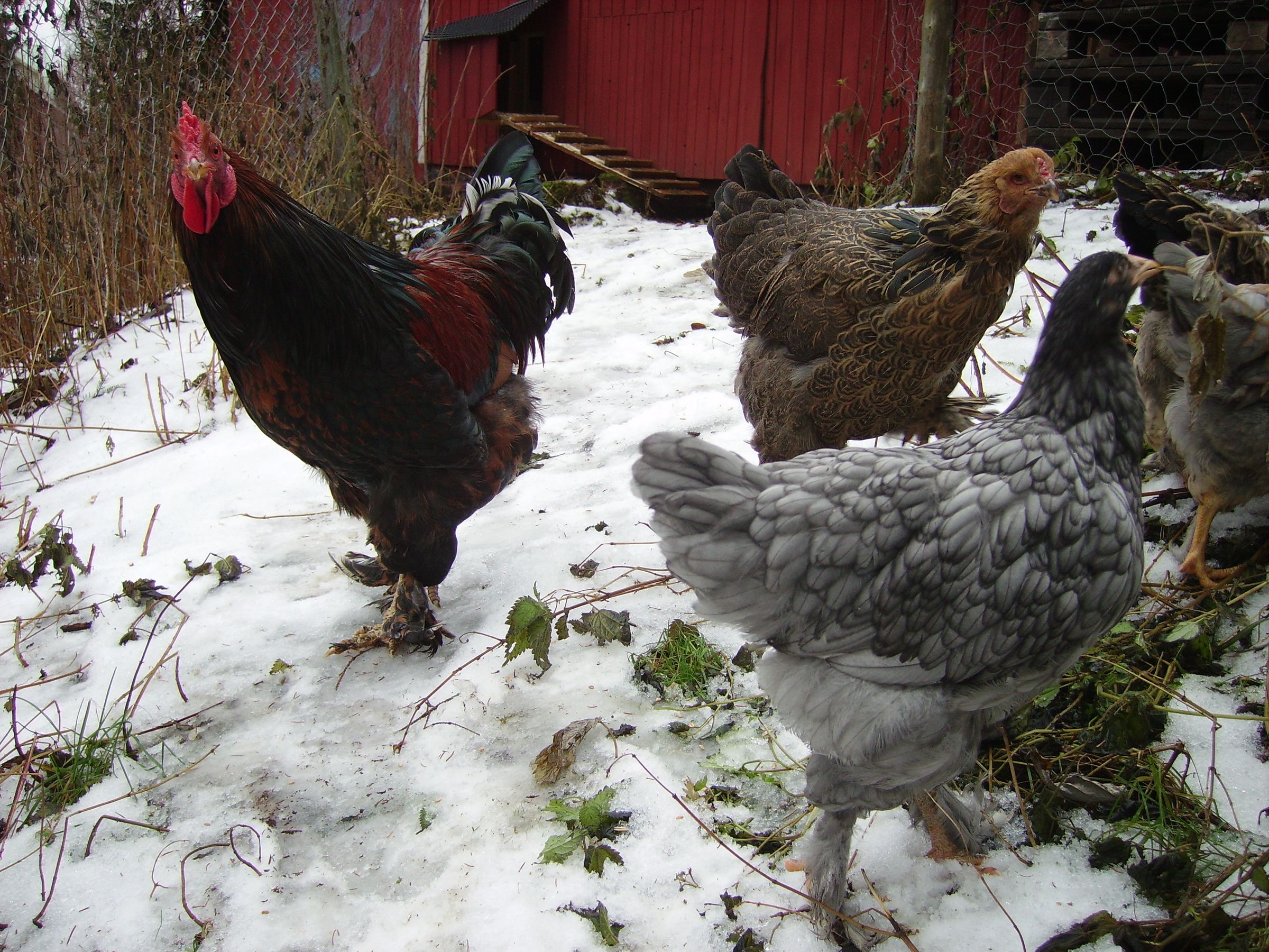 Insulated Watering Place for Chicken : 9 Steps (with Pictures ...