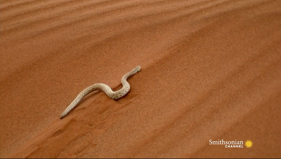 Bioinspired Robotic Snake : 16 Steps (with Pictures) - Instructables