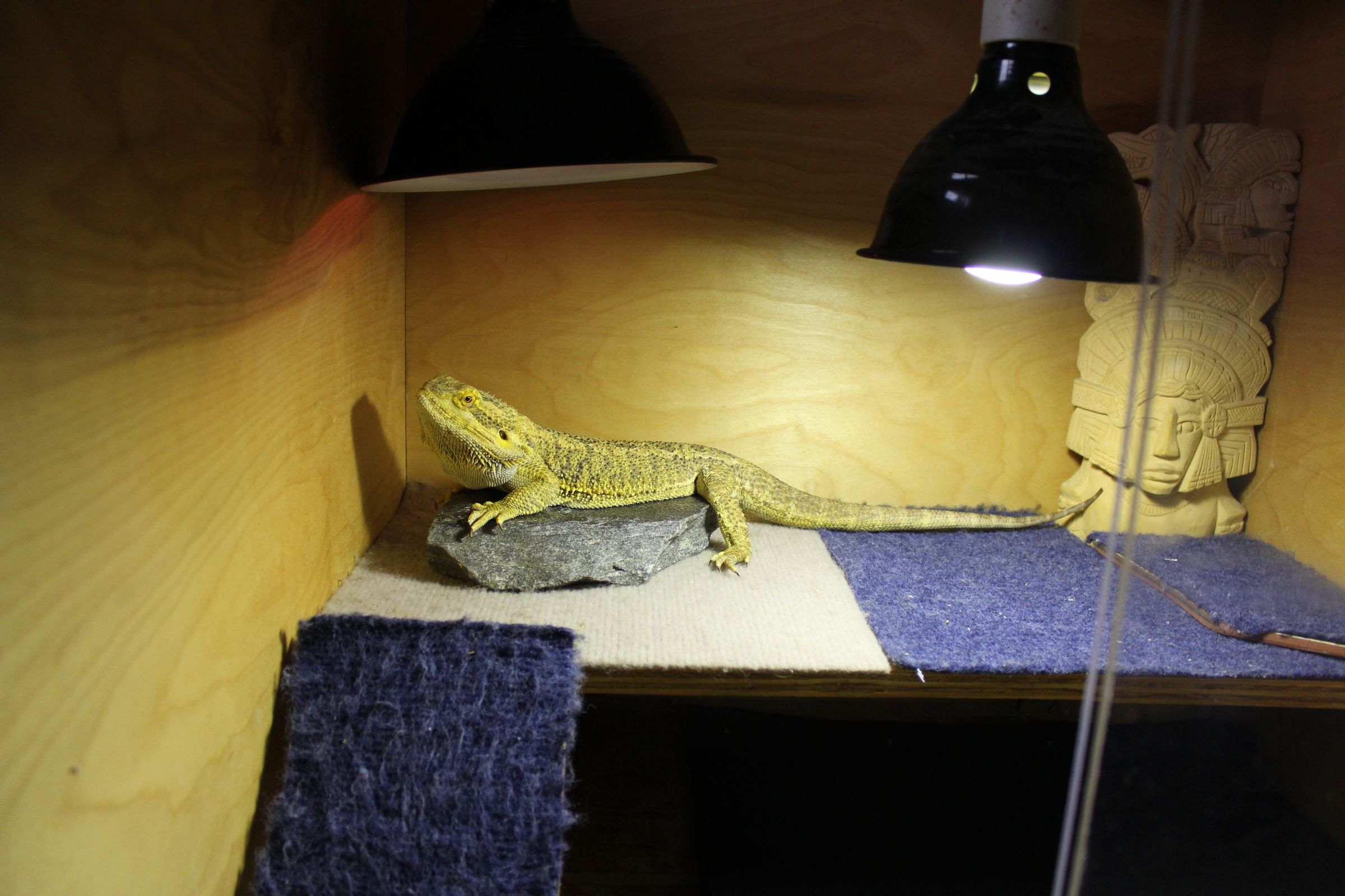 Bearded Dragon Enclosure : 5 Steps (with Pictures) - Instructables