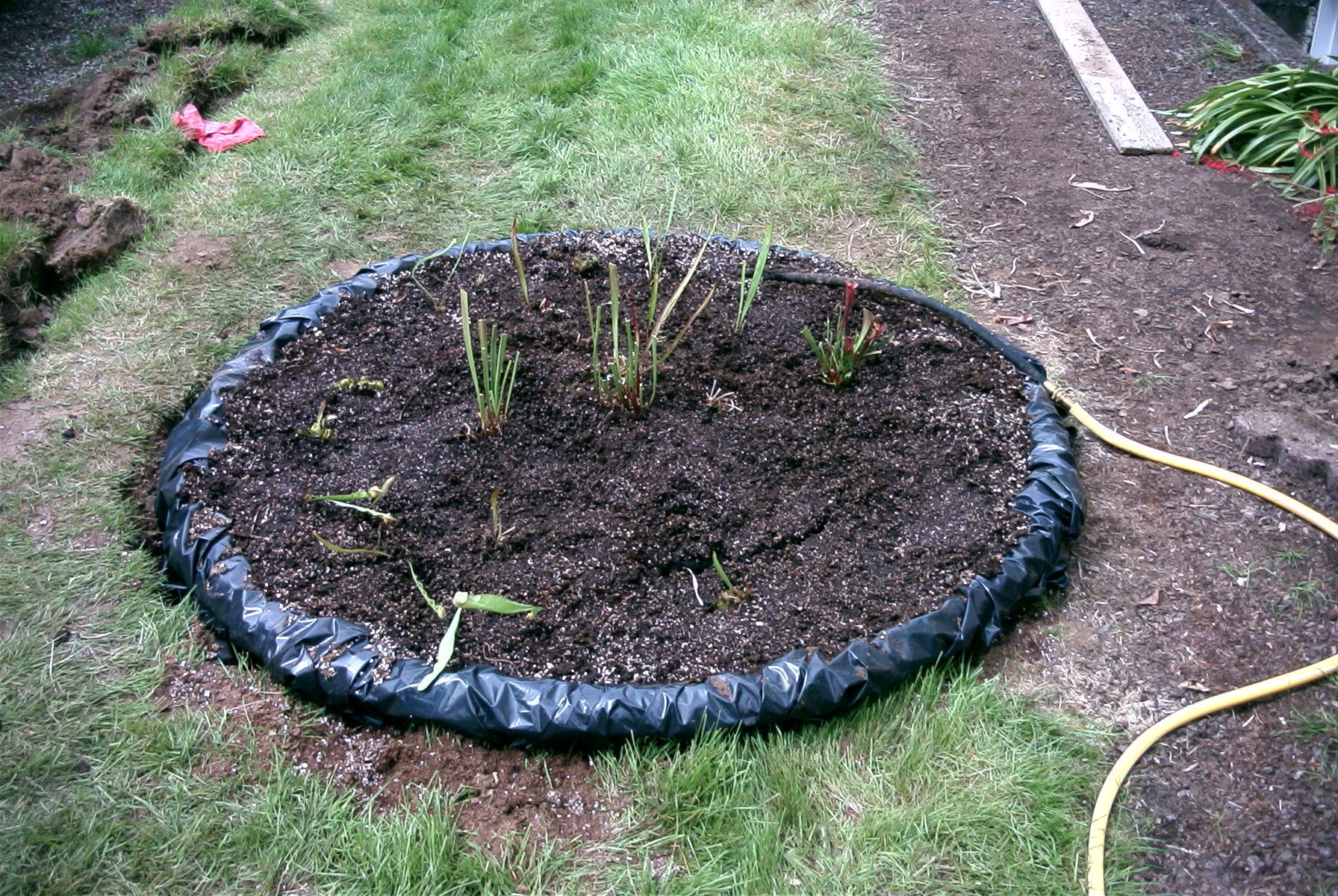 Build a Bog for Carnivorous Plants in Your Backyard! : 3 Steps (with ...