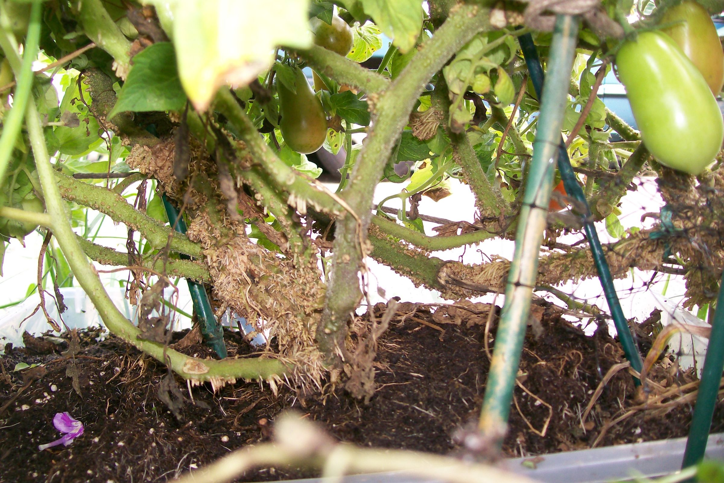 Growing Horizontal Tomatoes : 5 Steps - Instructables