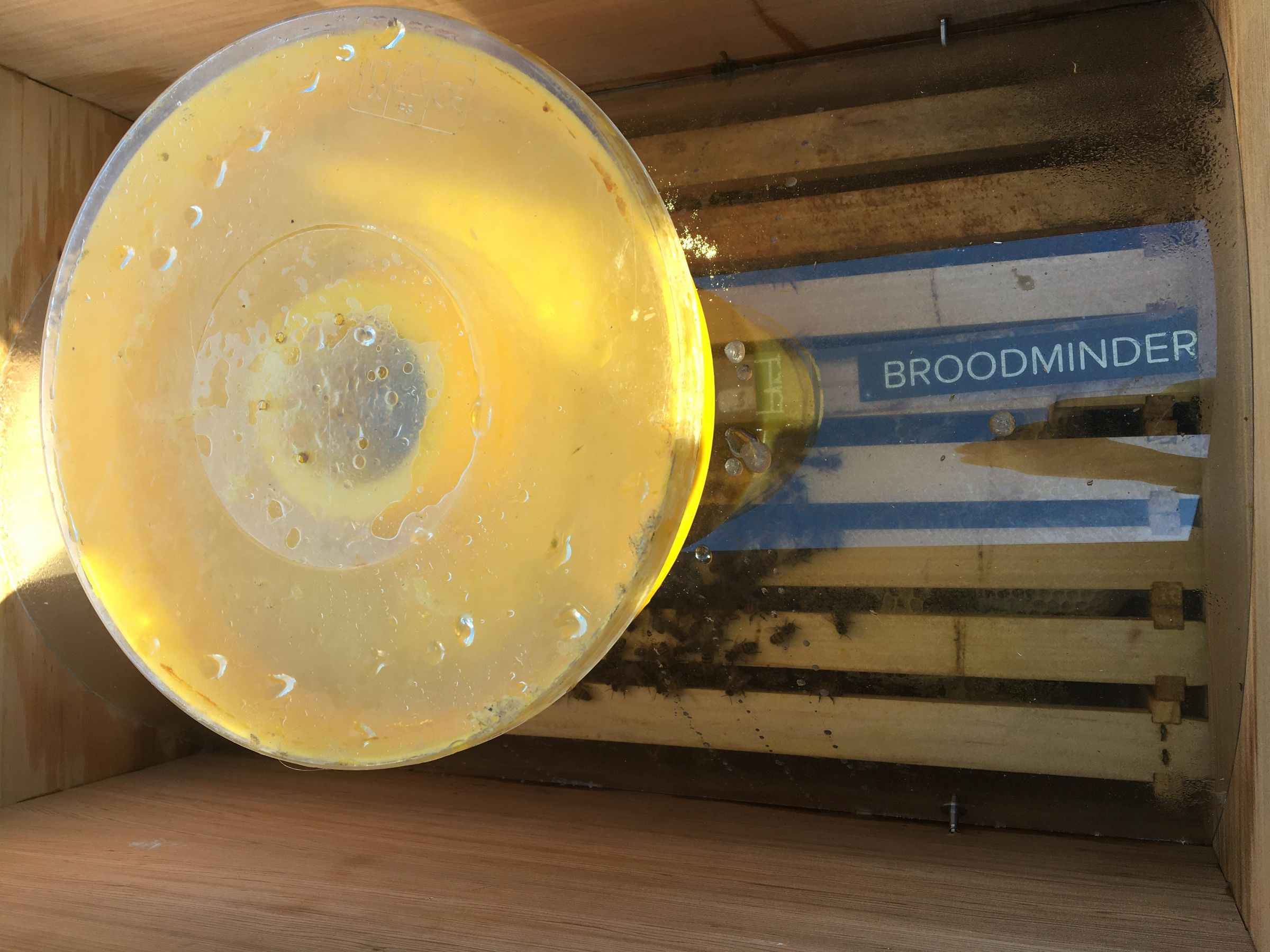 DIY HONEY BEE HIVE OBSERVATION DOME WITH IN HIVE FEEDER : 5 Steps (with ...