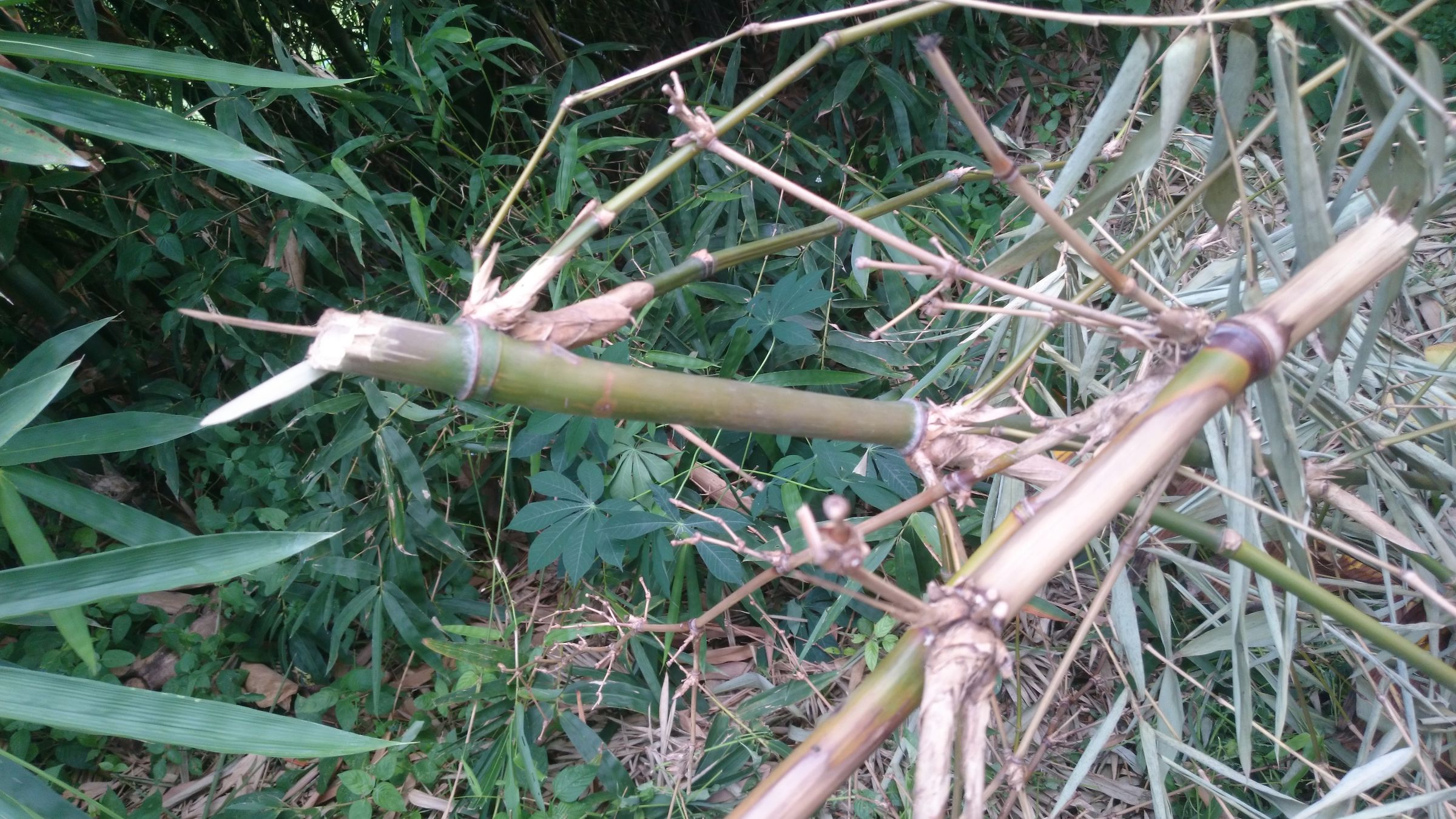 Survival Whistle : 8 Steps (with Pictures) - Instructables