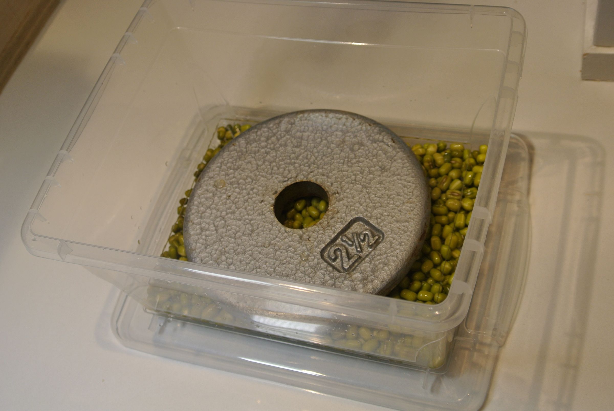 Growing Bean Sprouts : 7 Steps (with Pictures) - Instructables