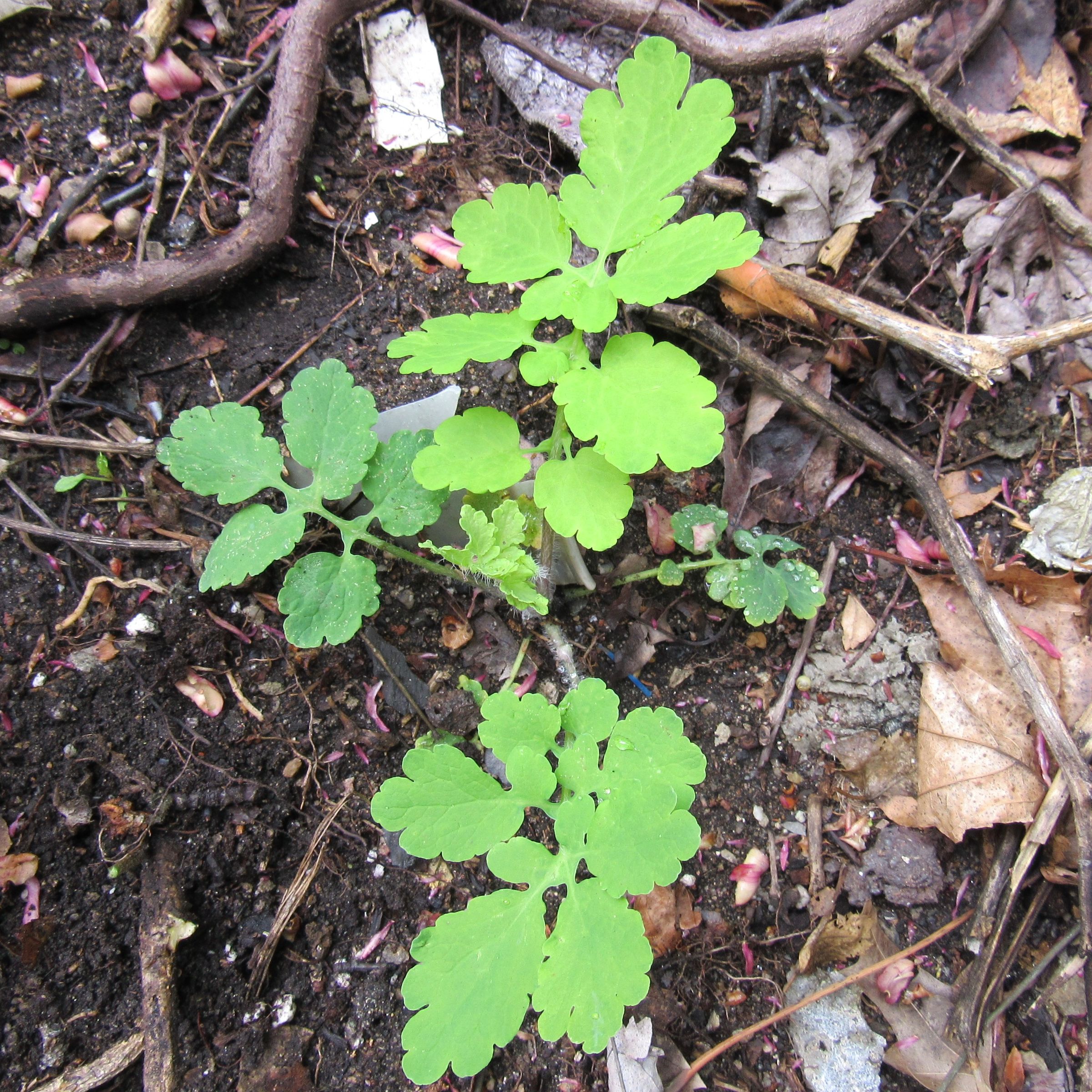 Cure Warts With the Yellow Sap of the Greater Celandine - Instructables
