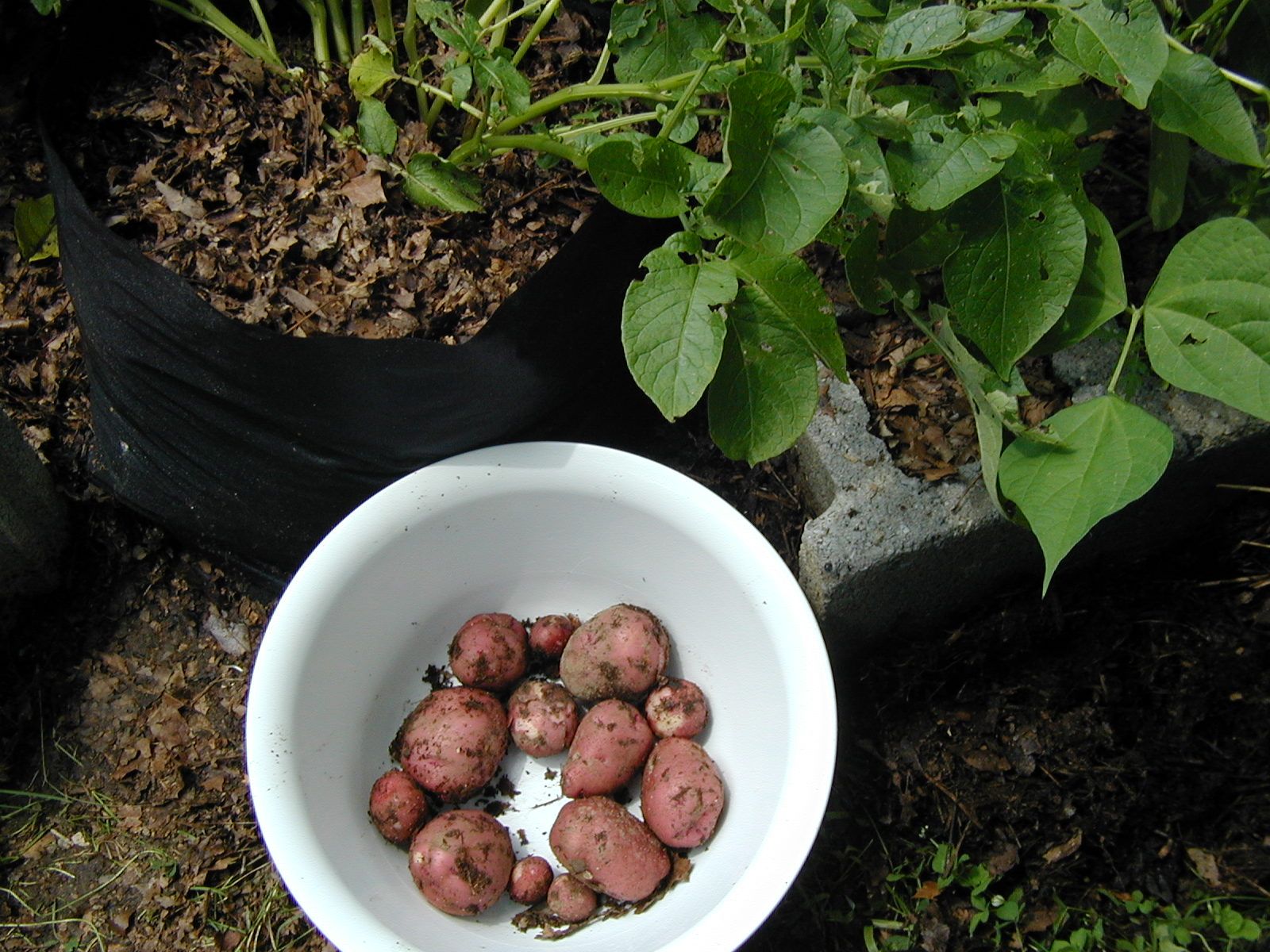 Tater Totes: Potato Grow Bags : 7 Steps (with Pictures) - Instructables