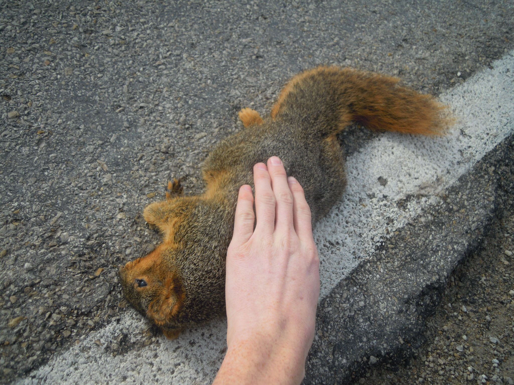 Roadkill Huntin' : 4 Steps - Instructables