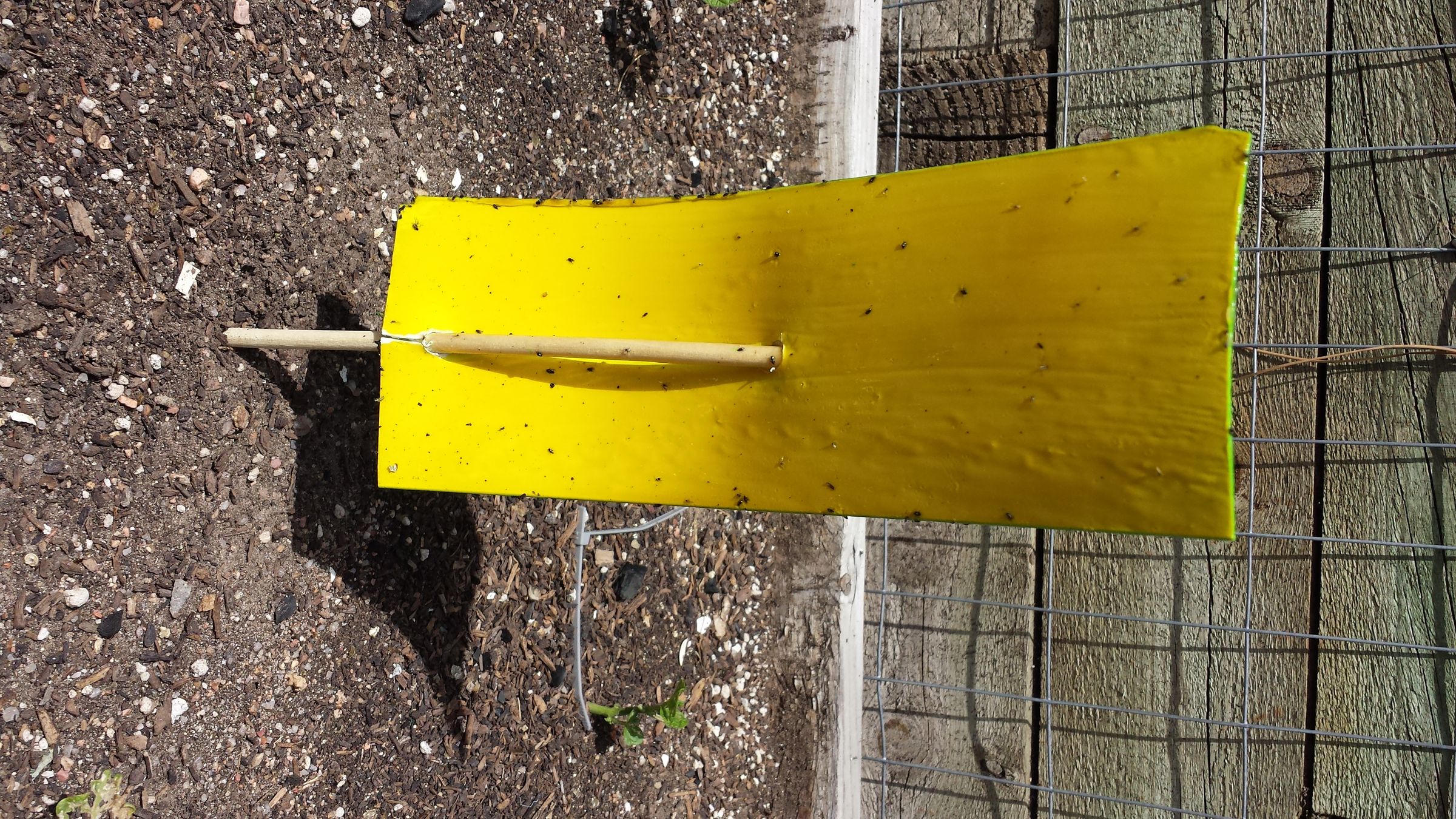 Home-made Insect Sticky Traps! : 4 Steps (with Pictures) - Instructables