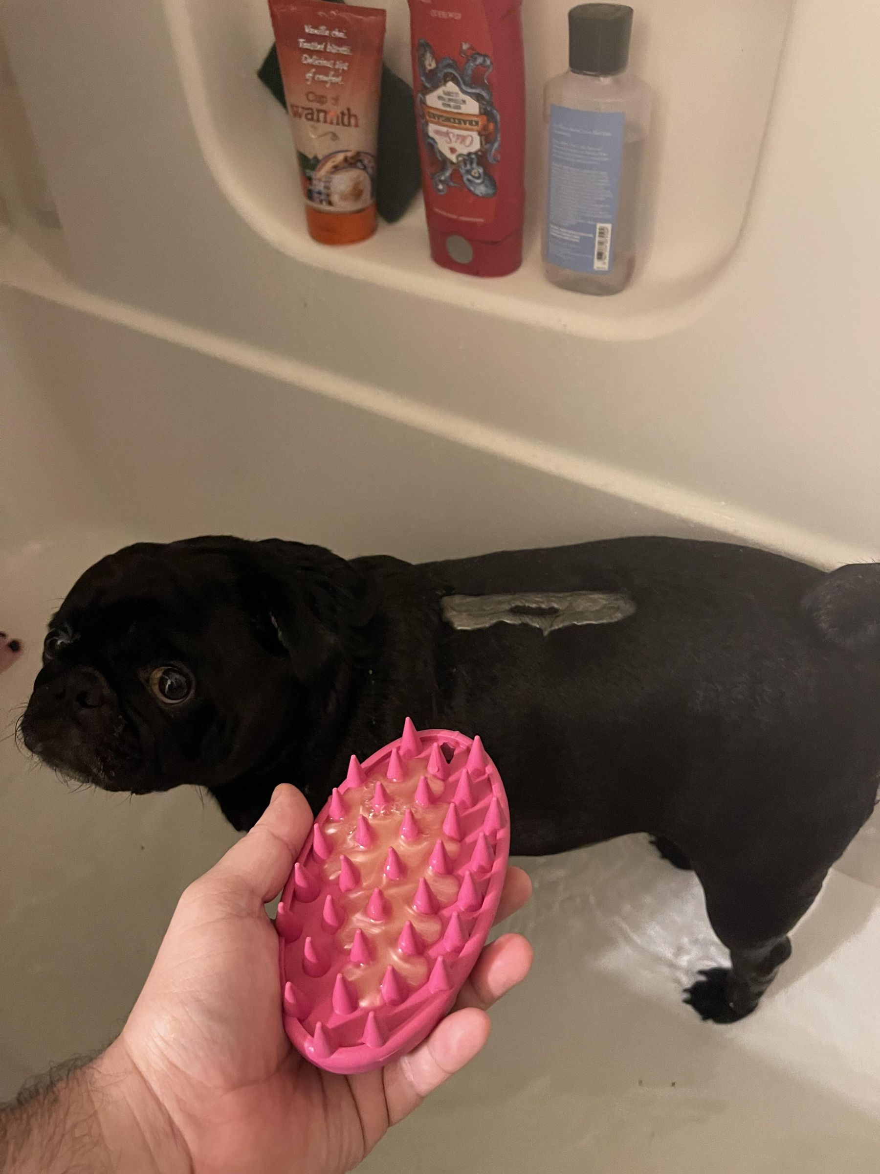 How to Groom Your Pug : 13 Steps (with Pictures) - Instructables