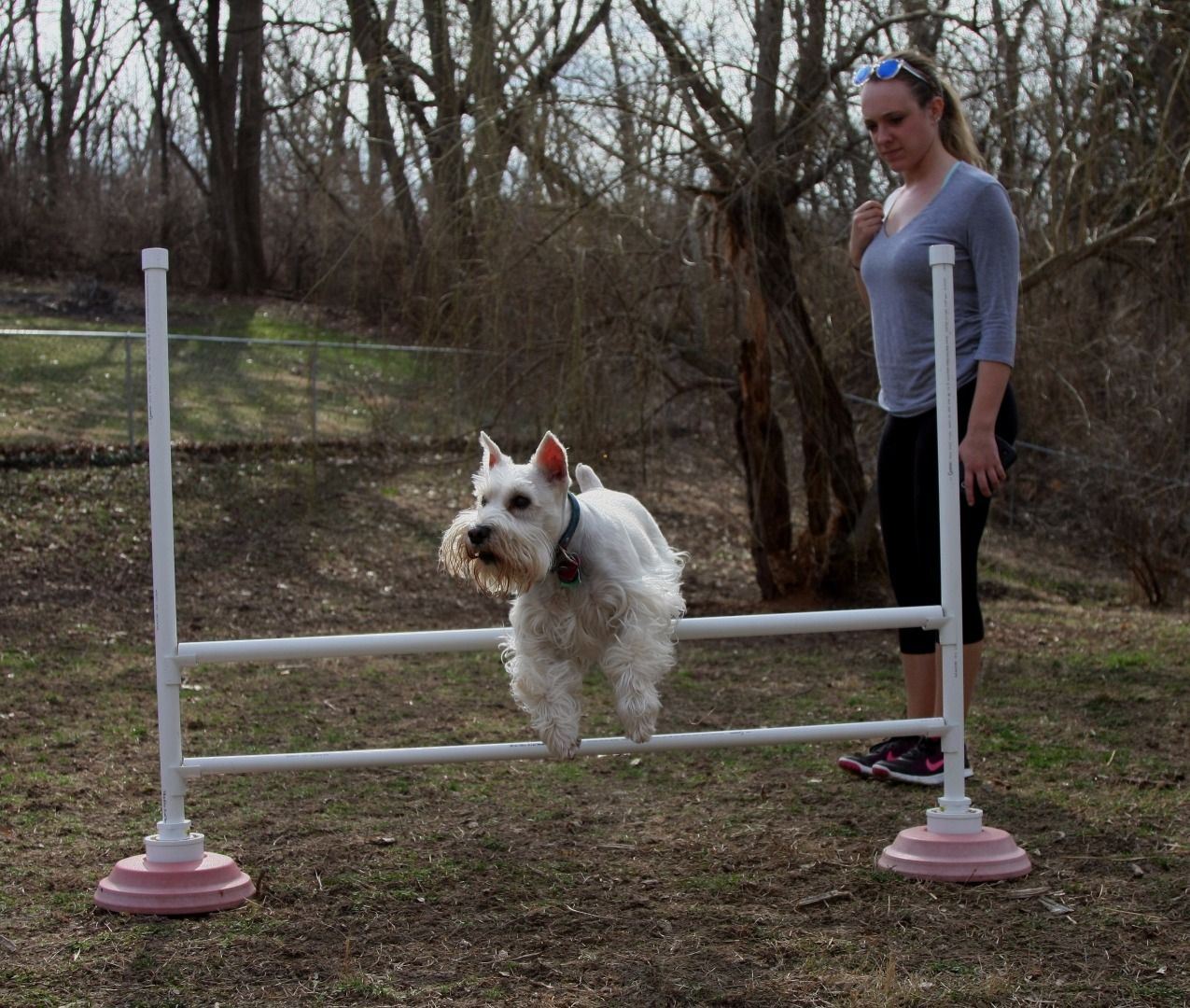 Portable Dog Agility Bar Jump : 5 Steps (with Pictures) - Instructables