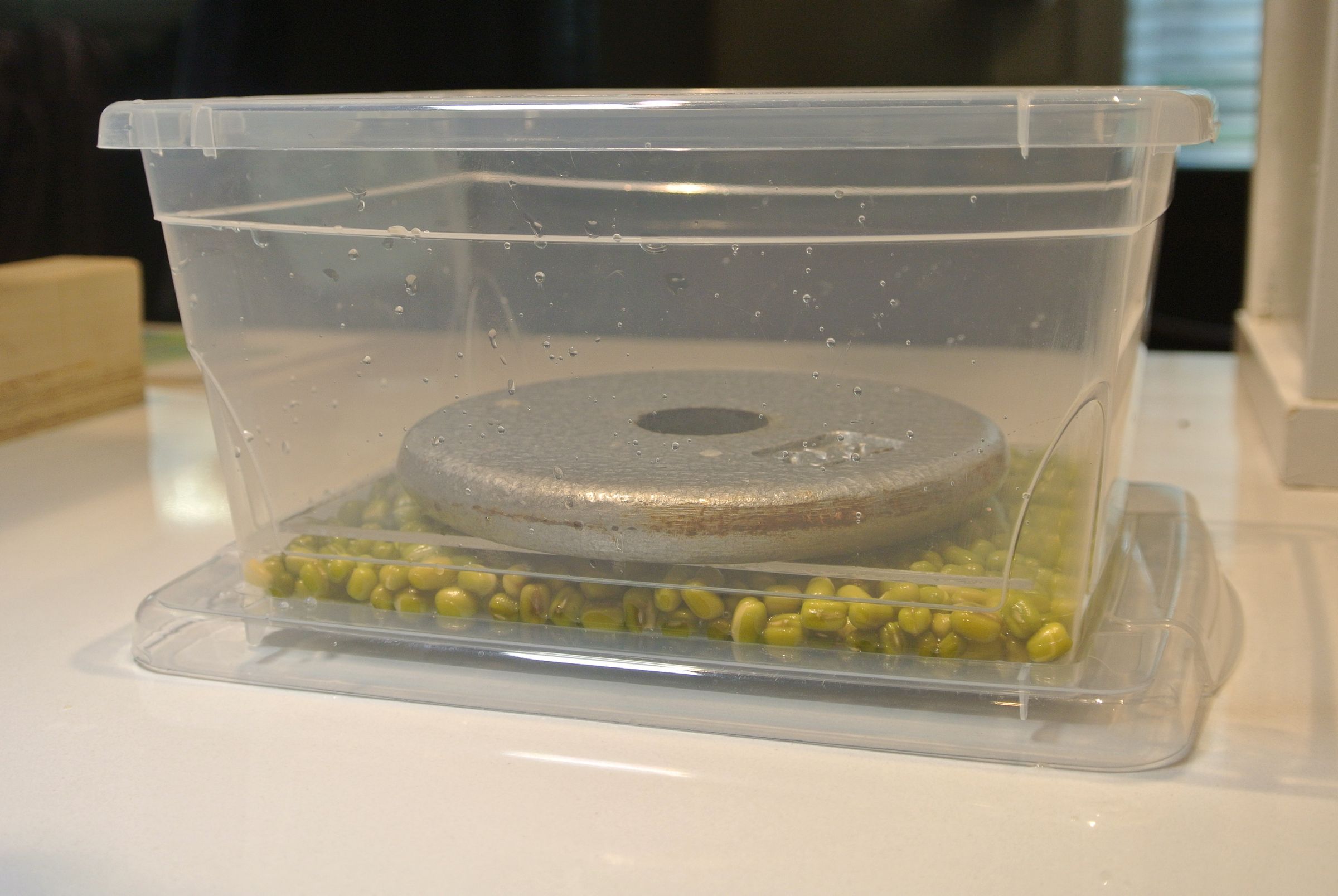 Growing Bean Sprouts : 7 Steps (with Pictures) - Instructables