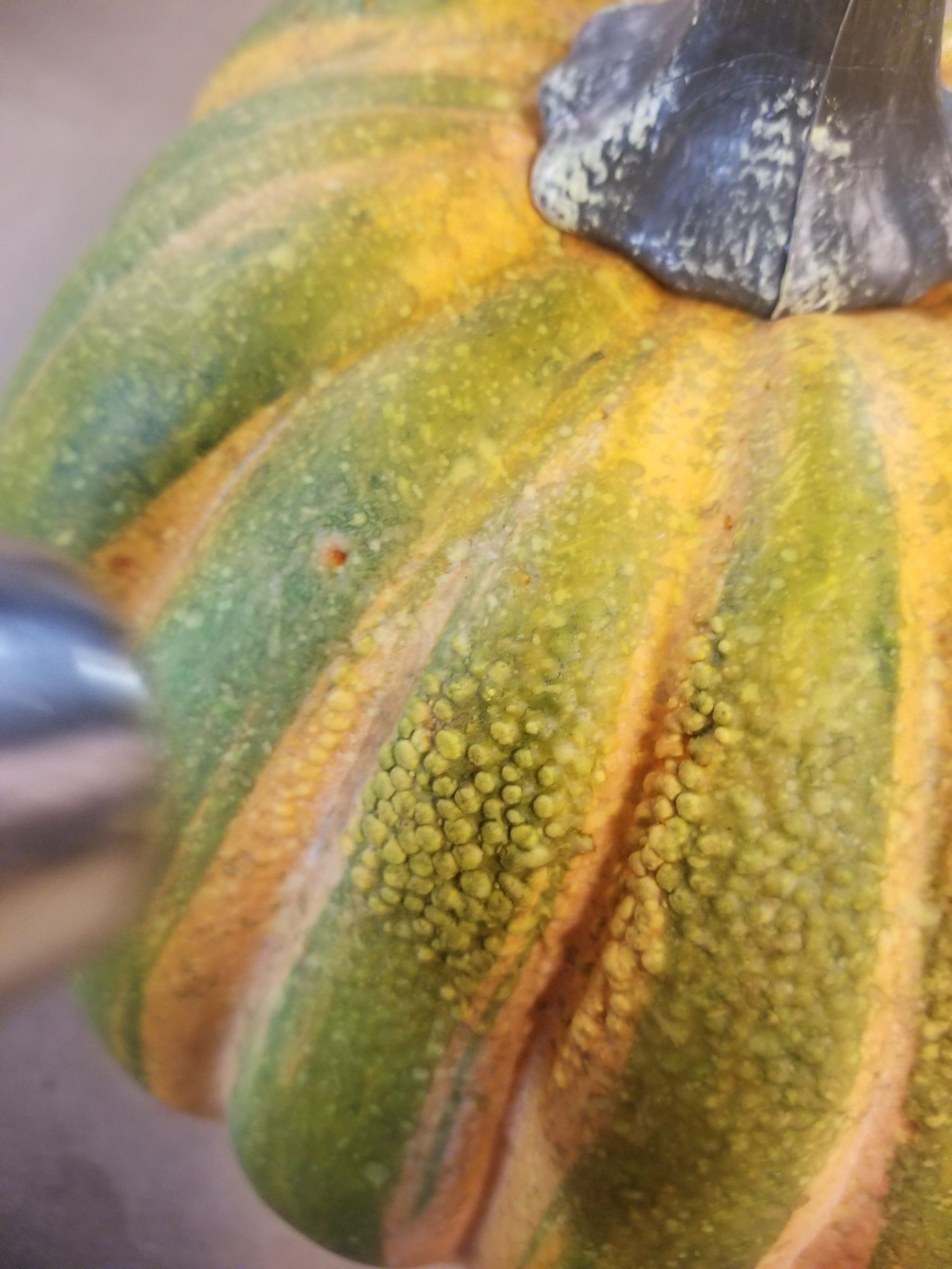 Rotten Pumpkins : 4 Steps (with Pictures) - Instructables