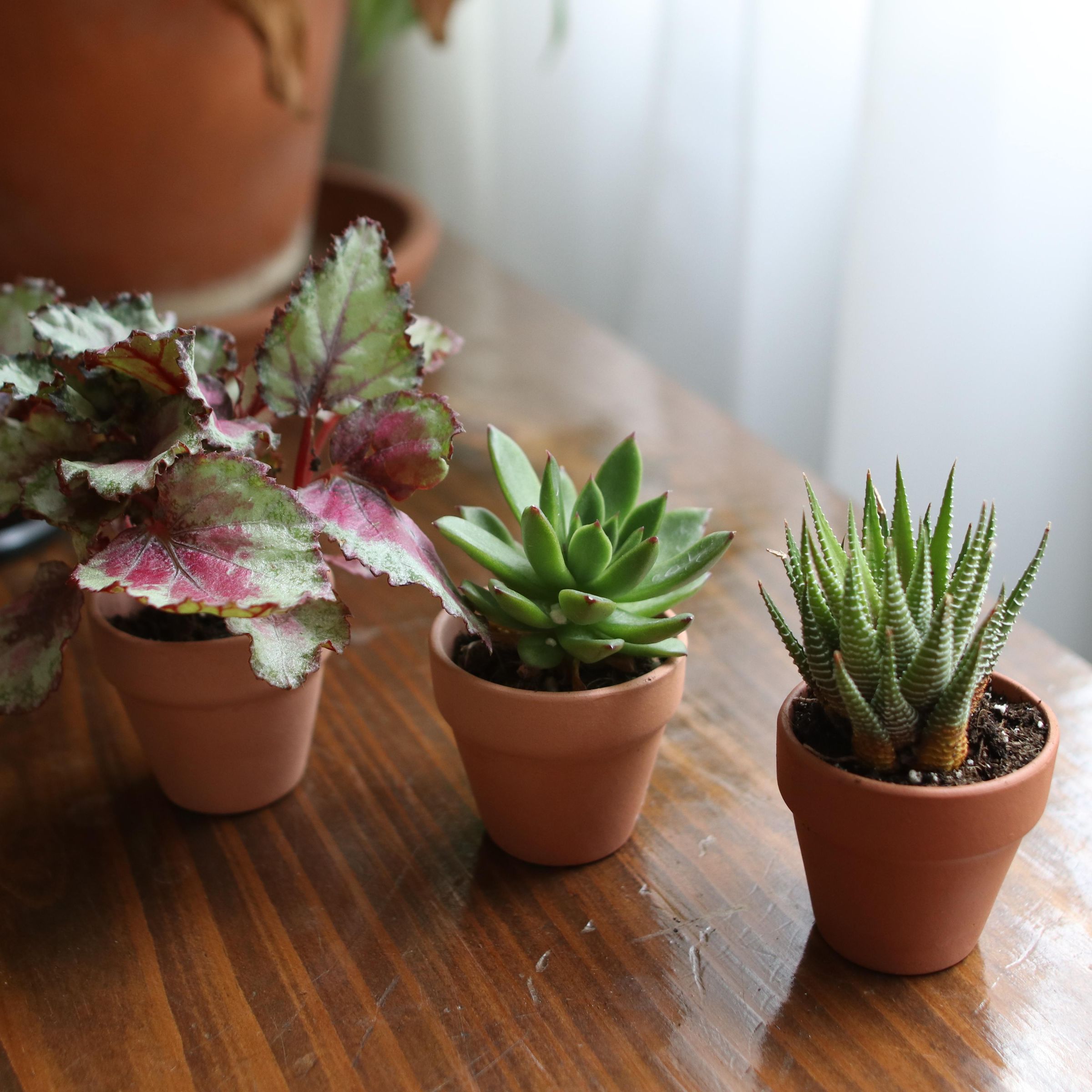 Plant Watering Cup : 9 Steps (with Pictures) - Instructables