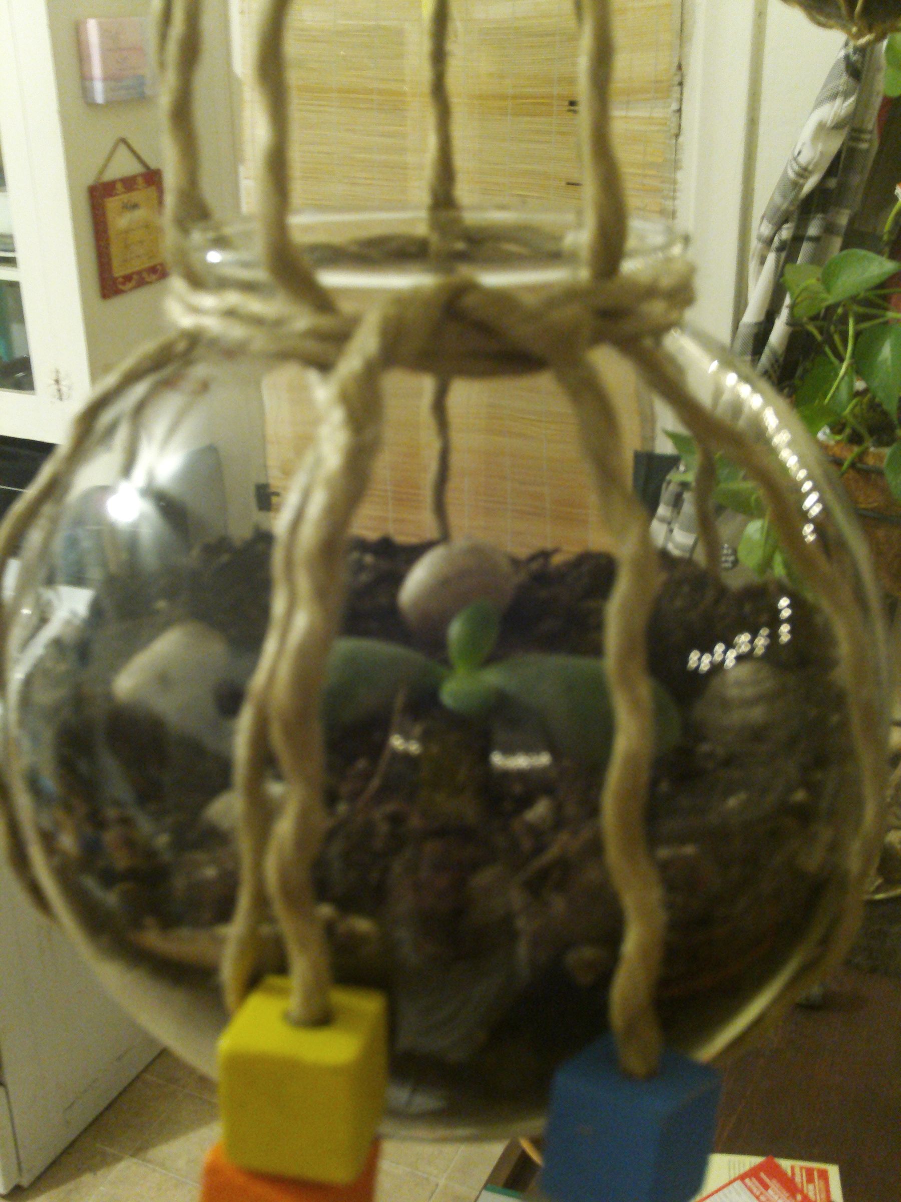 Homemade Terrarium : 6 Steps - Instructables